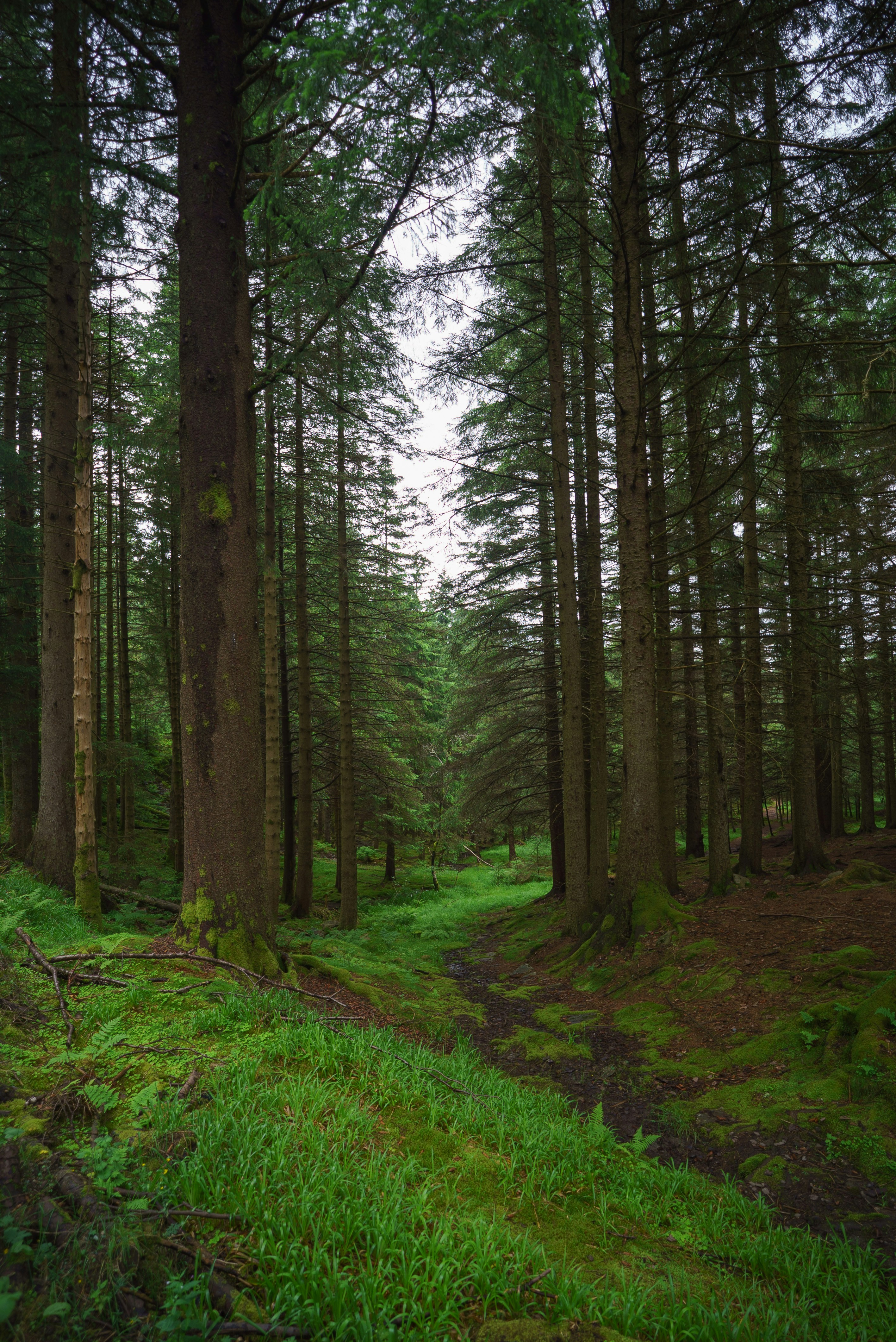 Green Corridor: A Quiet Path Through Tall Pines