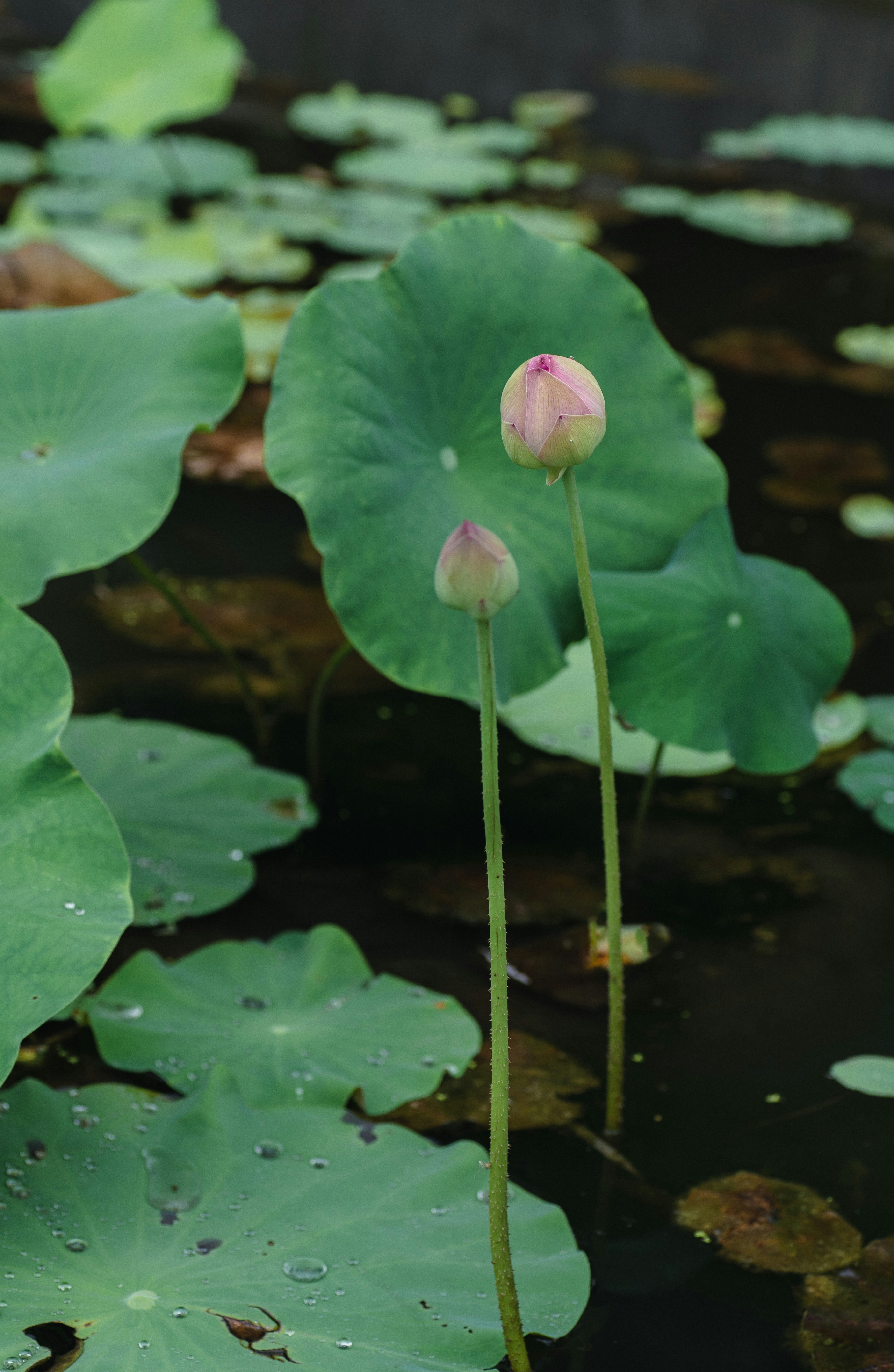 Pink Buds Rising Above the Lily Pads