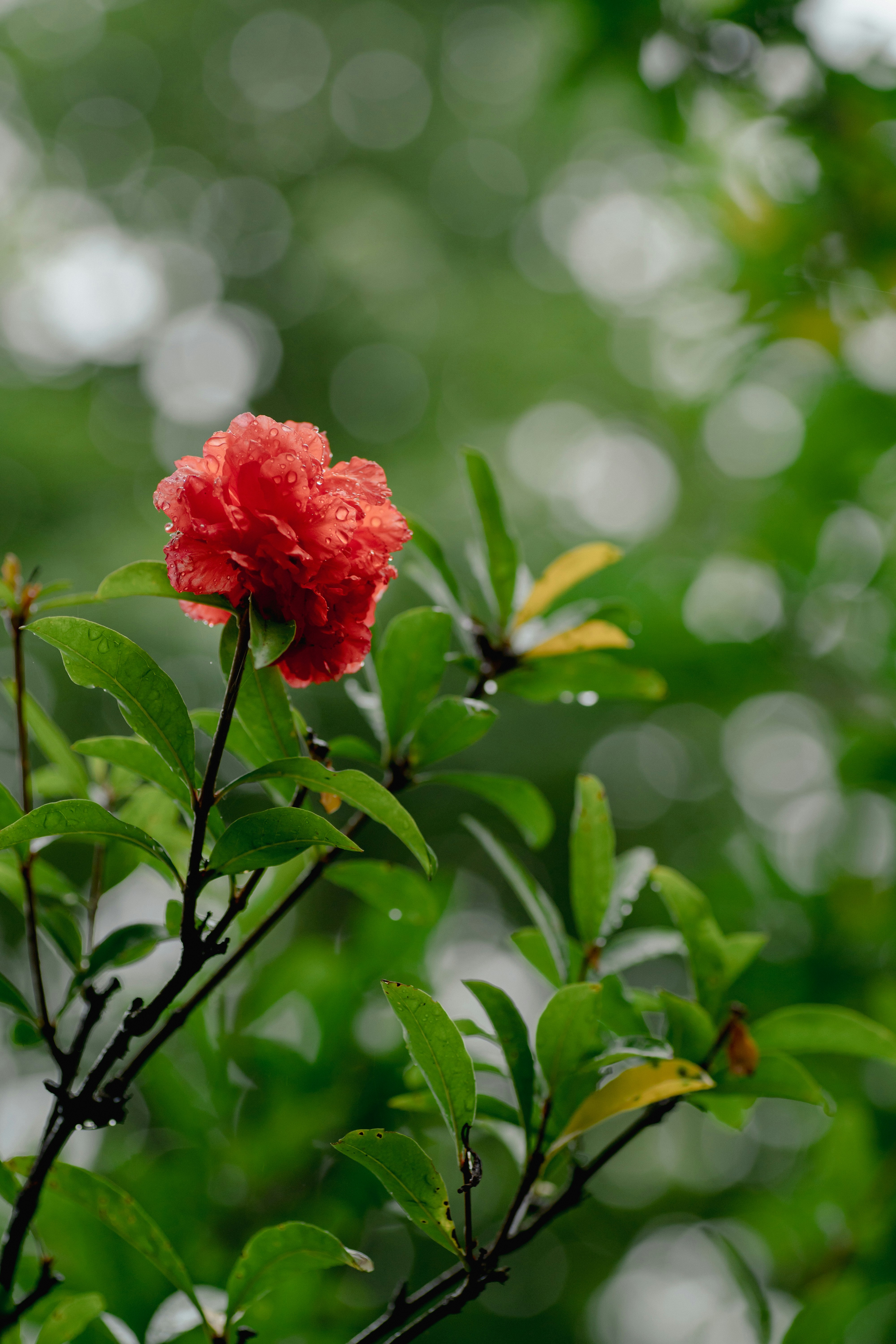 Crimson Snapdragon on a Verdant Stage