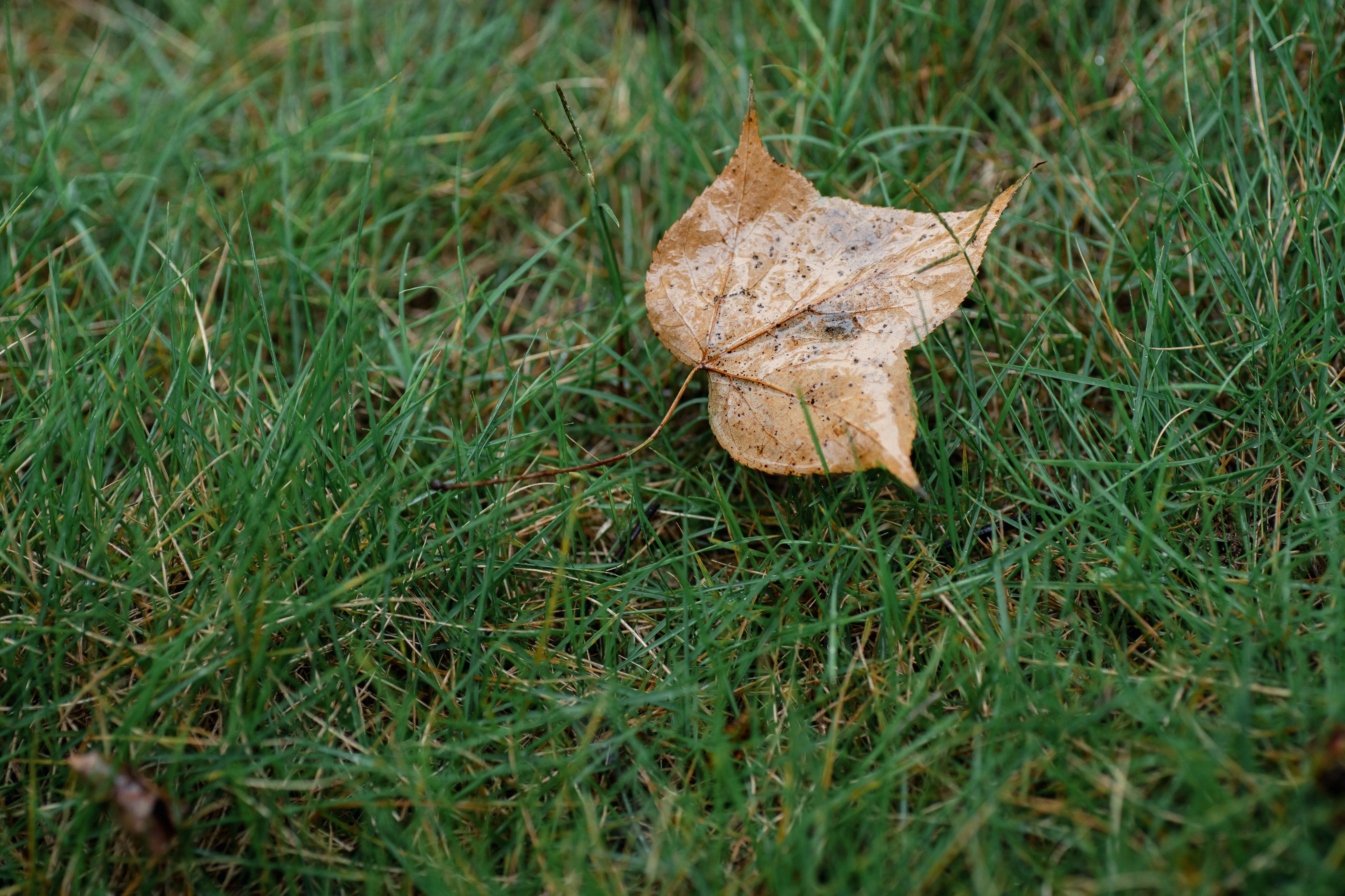 Single leaf on damp grass: autumnal pause in the lawn