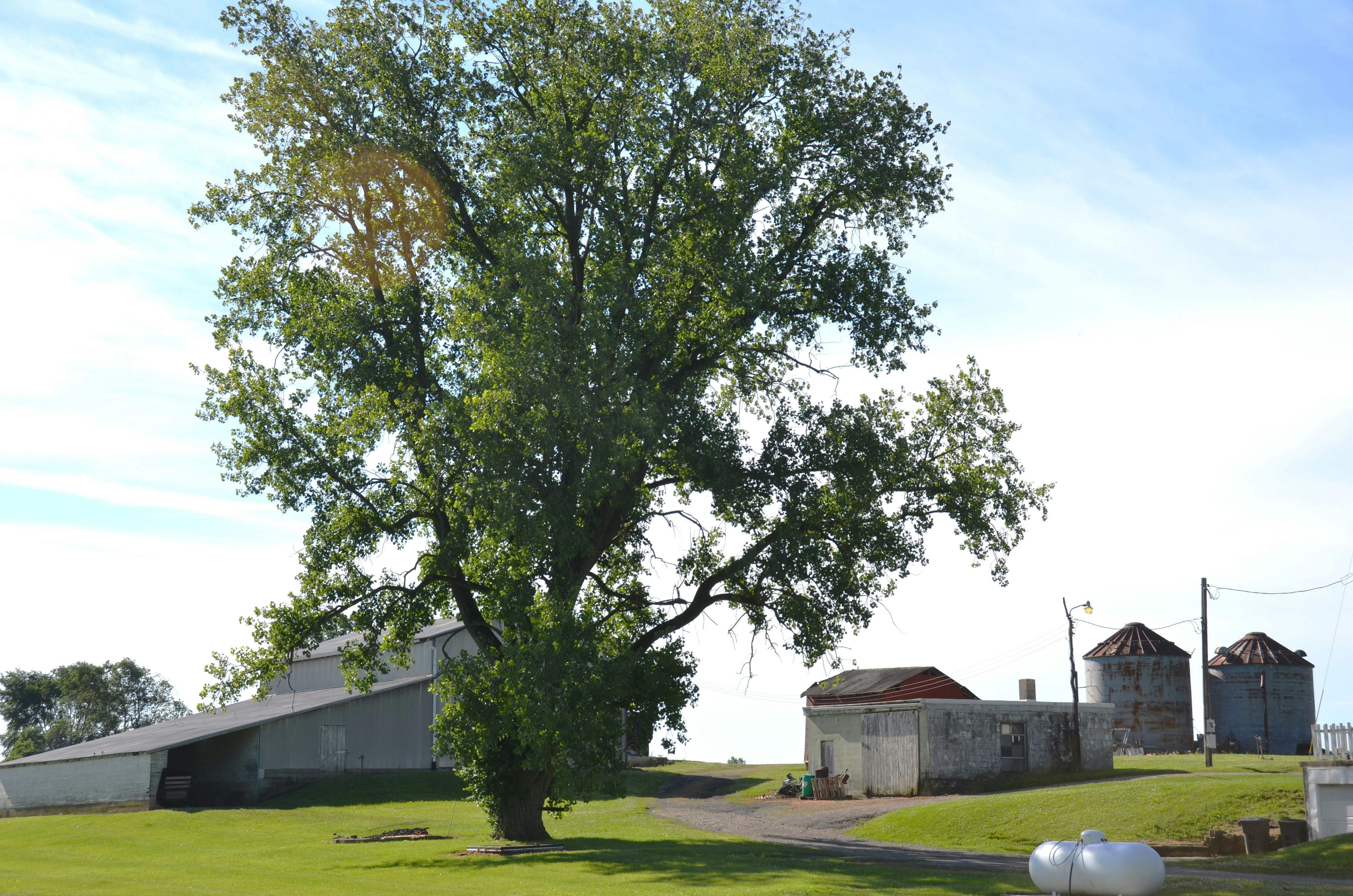 Sunlit Tree Standing Guard Over a Rural Complex