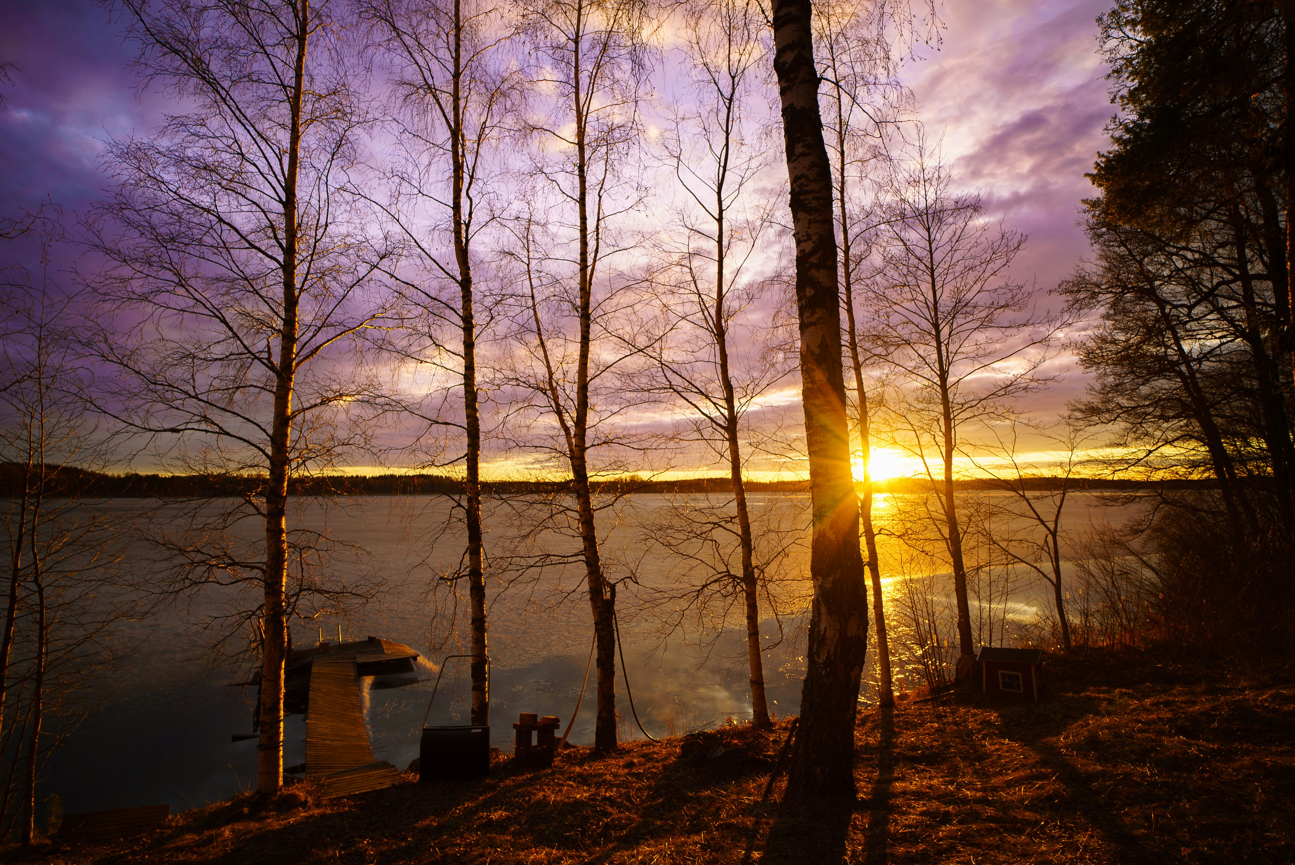 Sunlit Shoreline Through Dagger-Branch Trees at Dusk