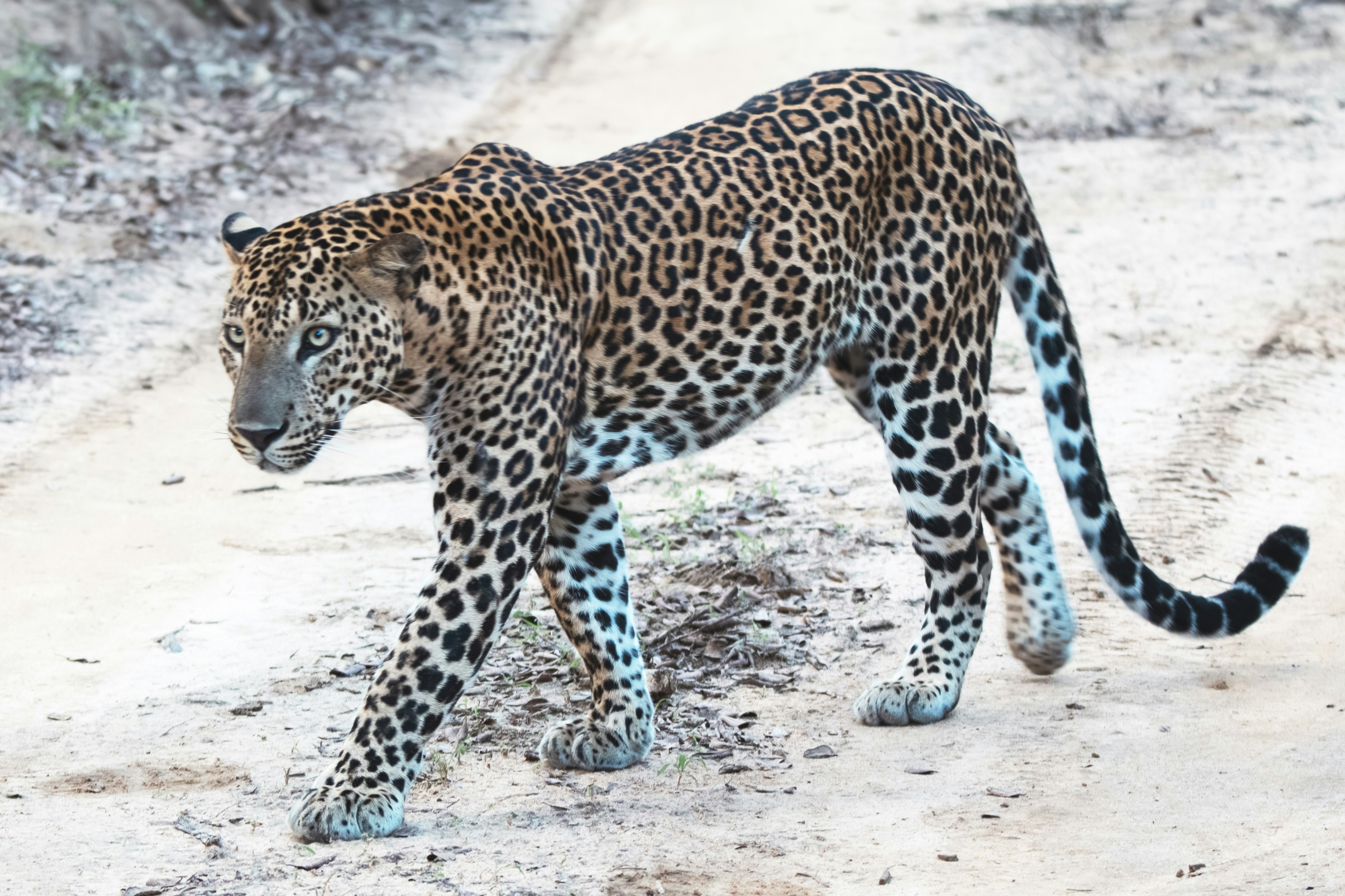Leopard on a Dusty Path: Quiet Confidence in Motion