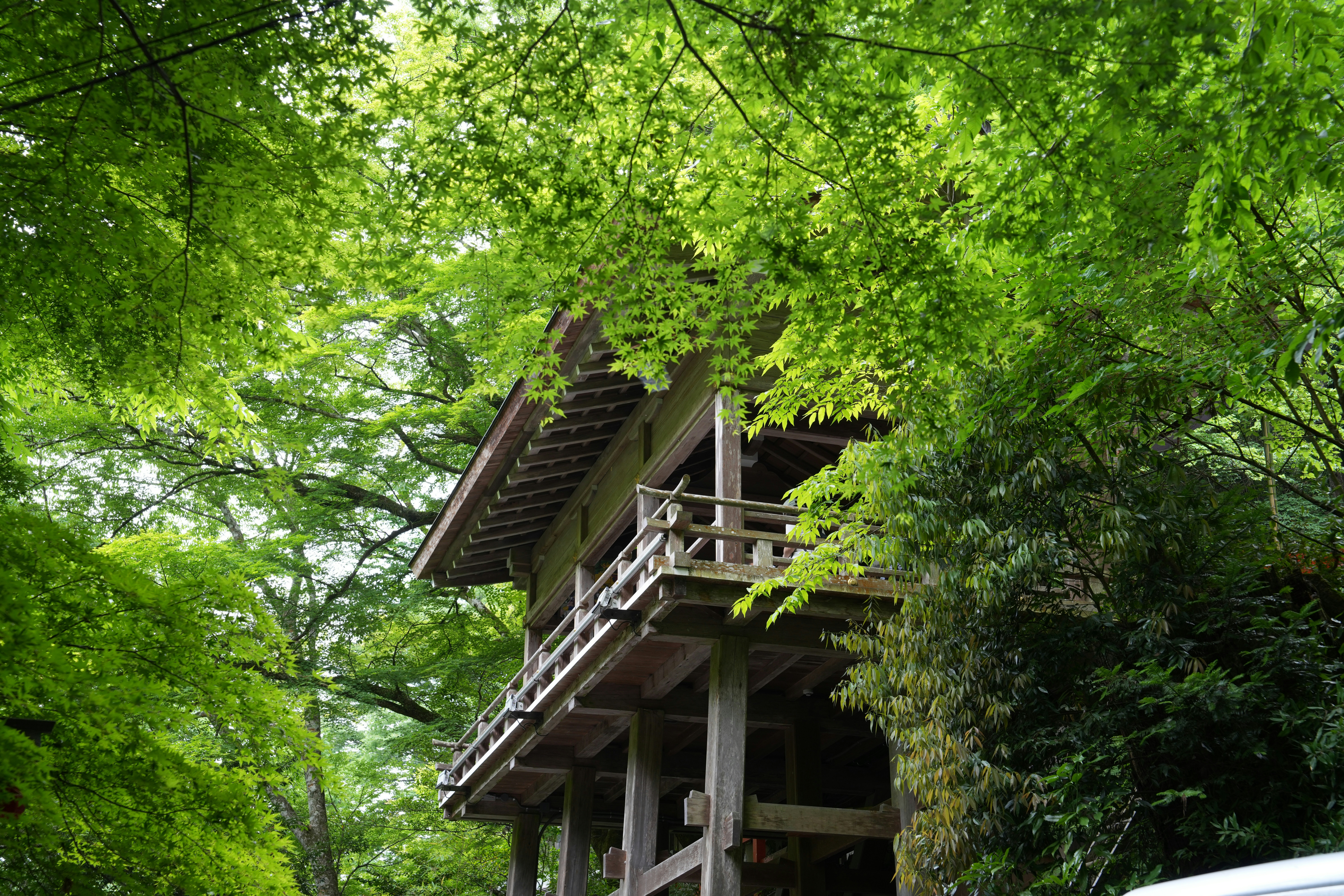 Wooden pagoda-timbered structure emerging from verdant canopy
