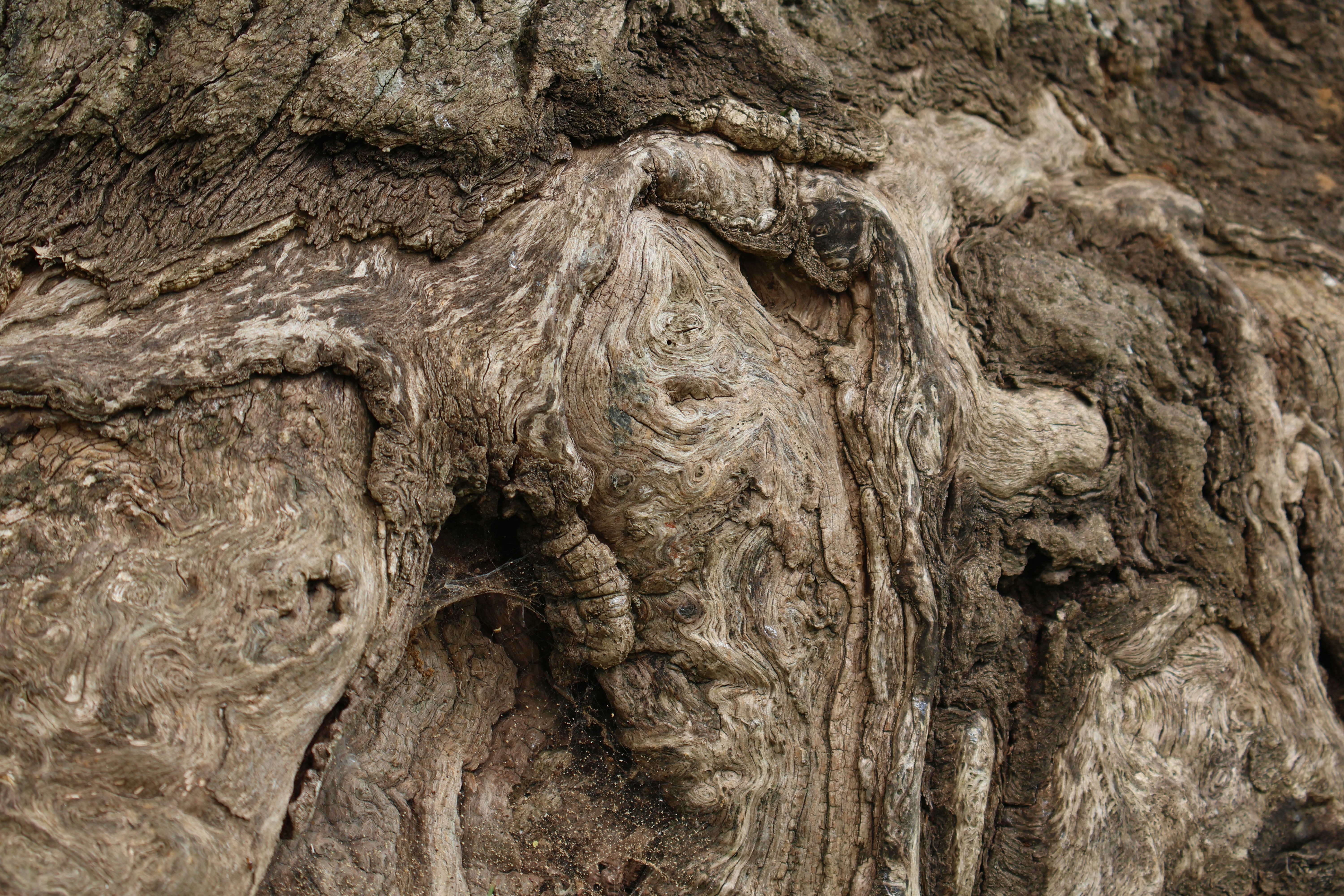 Gnarled Heartwood: Close-Up of Ancestral Bark Patterns