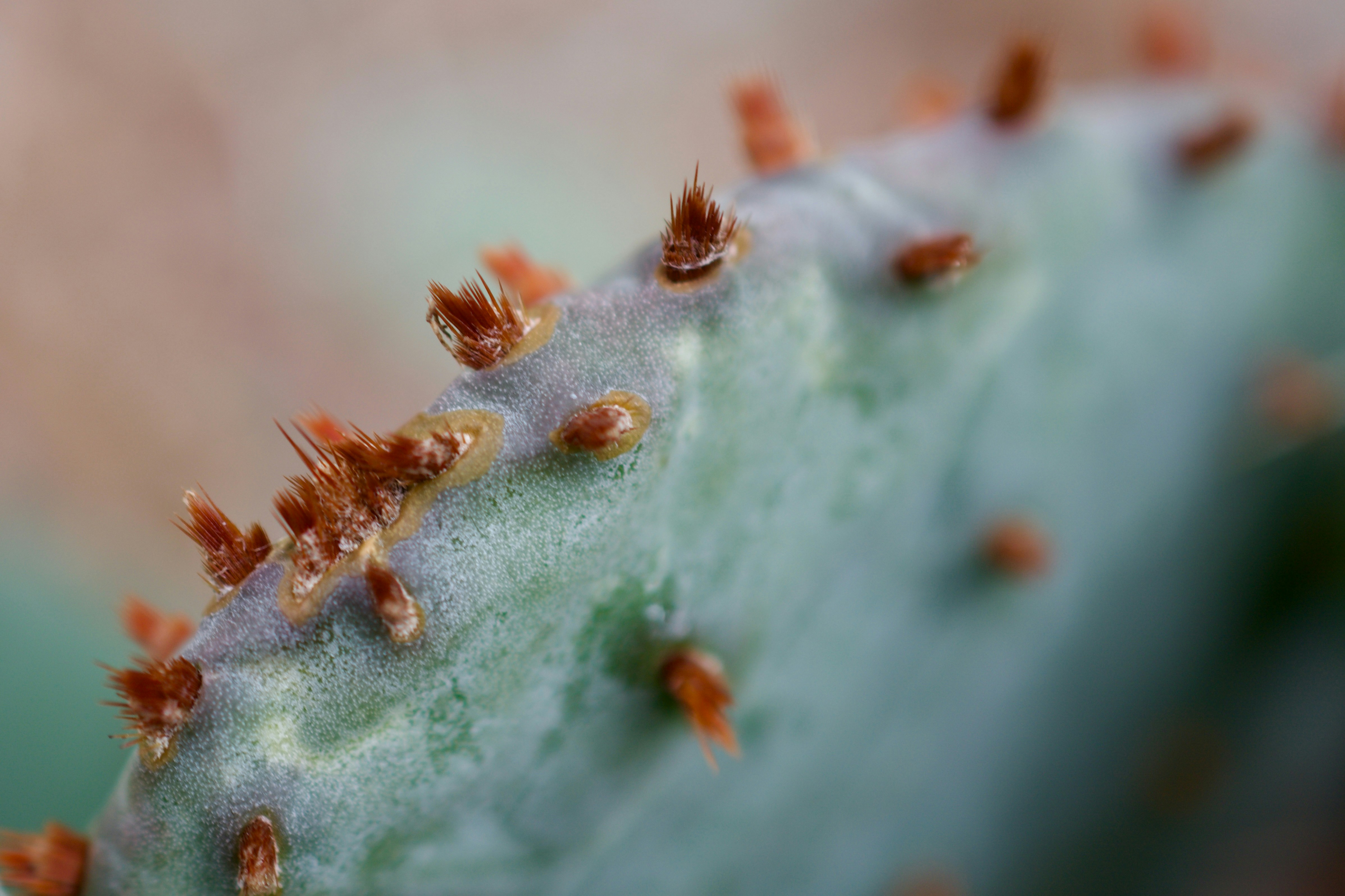 Prickly Buds: A Macro Walk Along a Cactus Spine