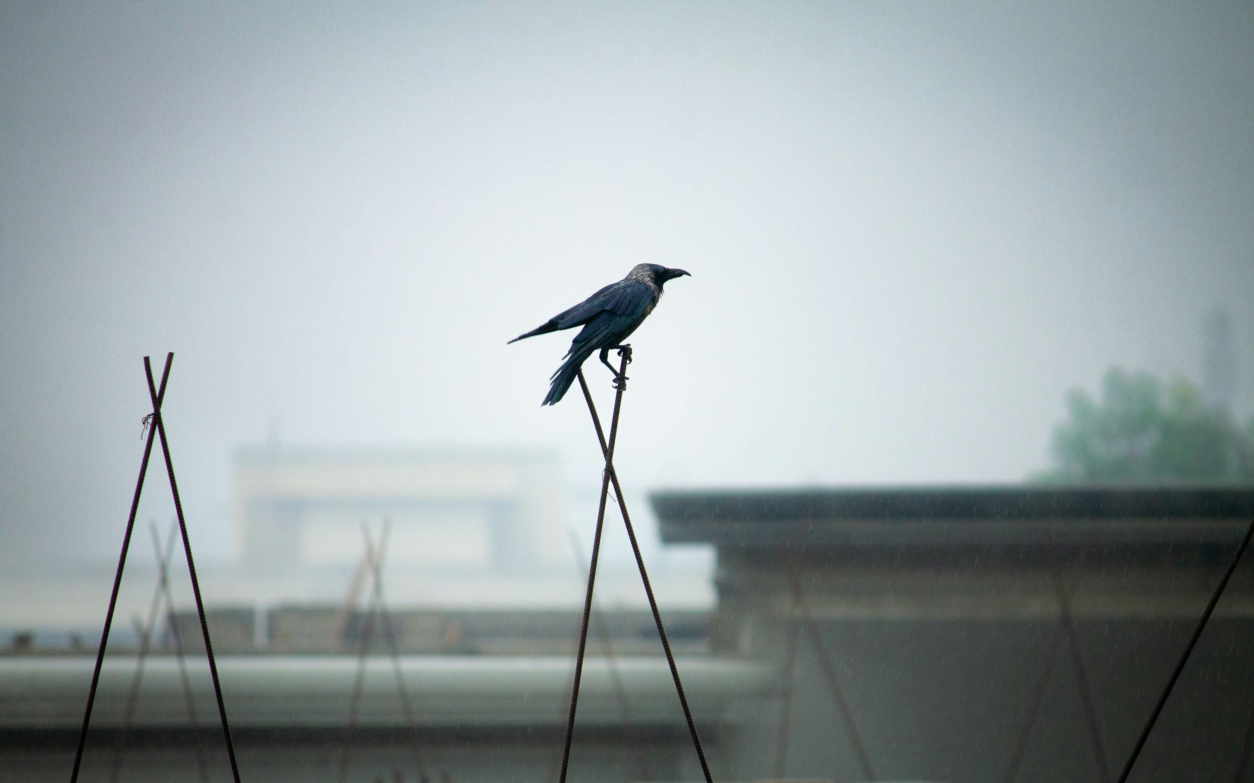 Mid-Air Silence: A Crow Commands the Edge of Distant Rooftops