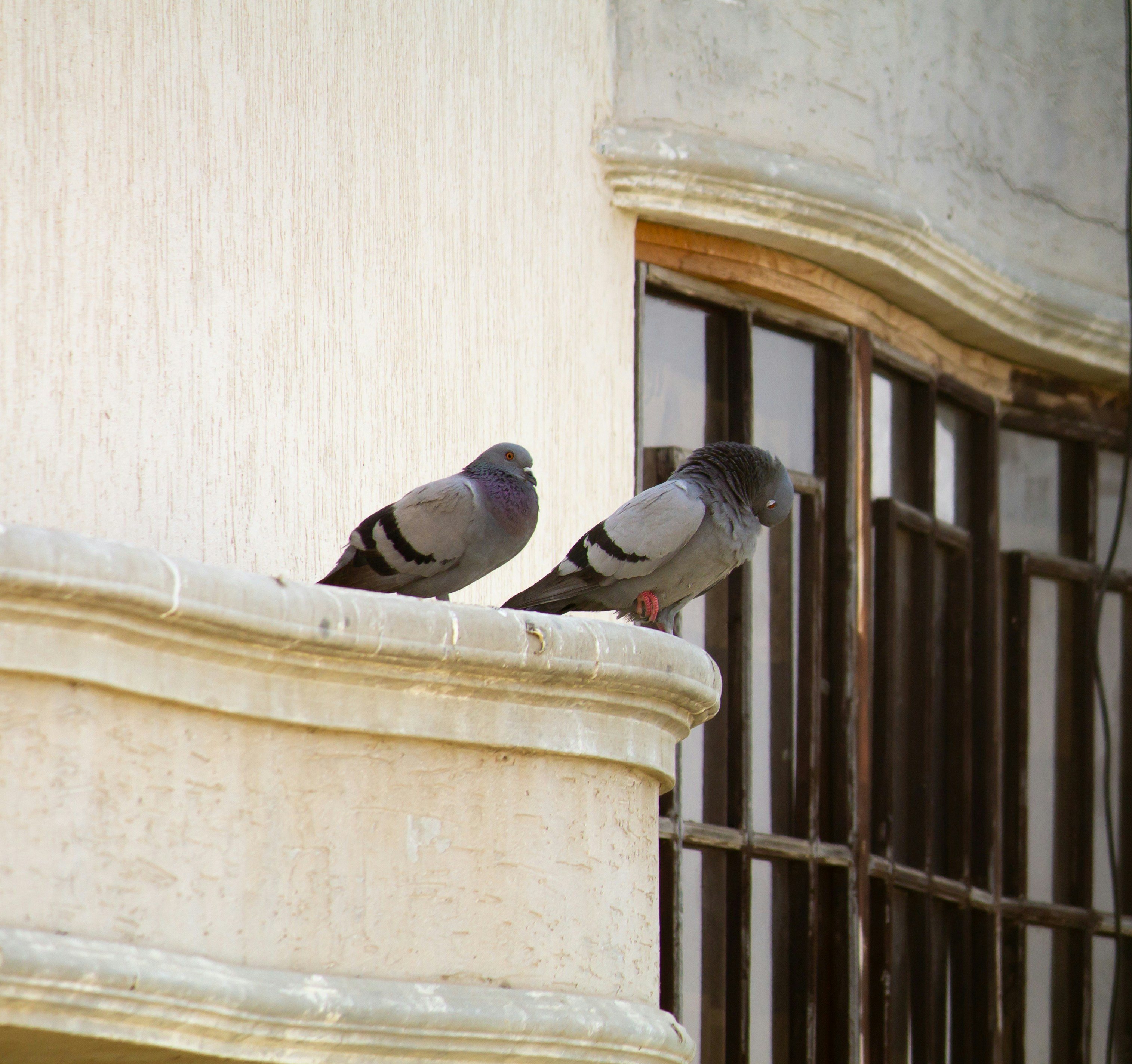 Two Doves Rest on a Marble Balcony by a Weathered Window