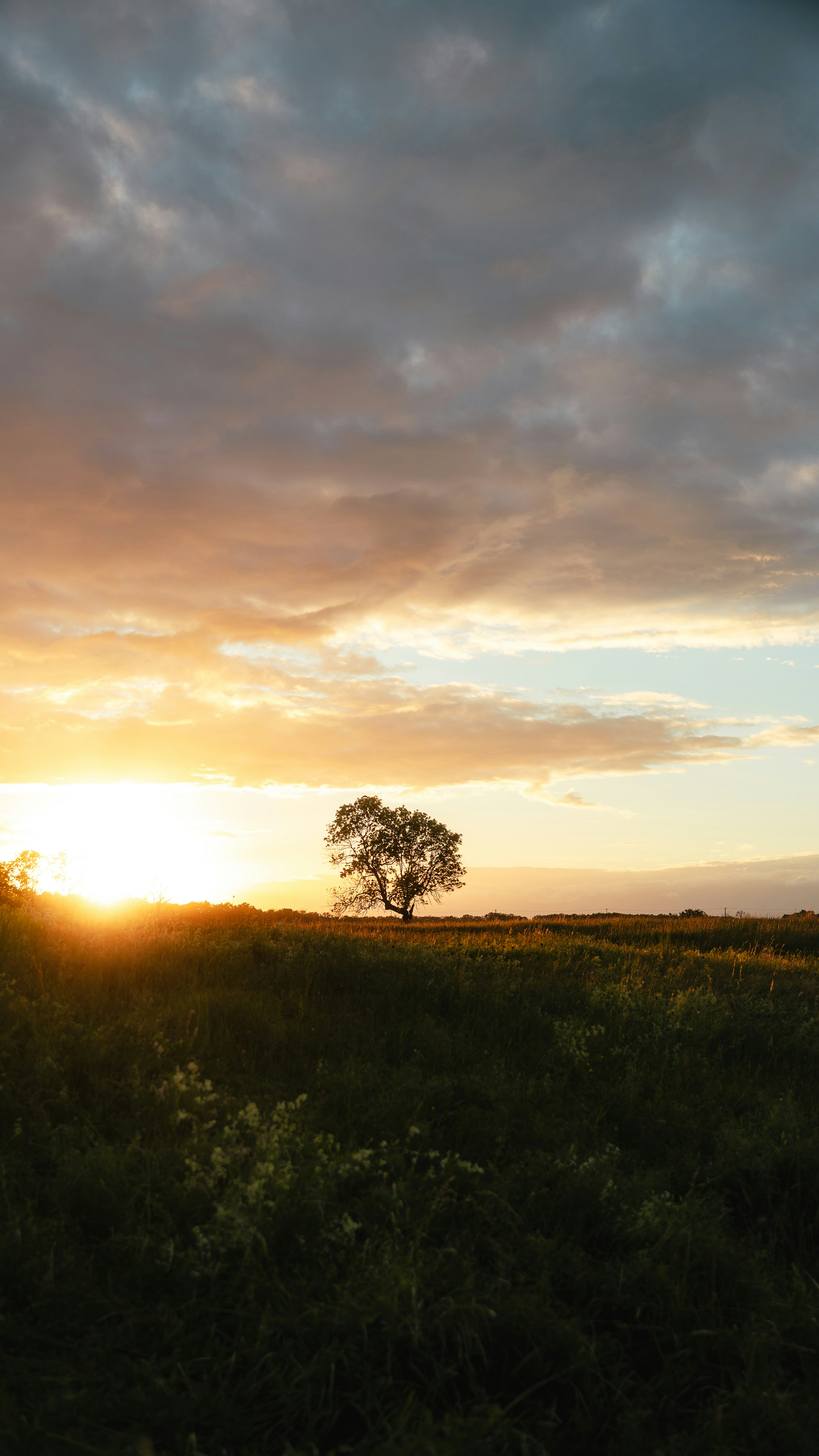 Lone Tree at Dusk: A Horizon of Quiet Gold