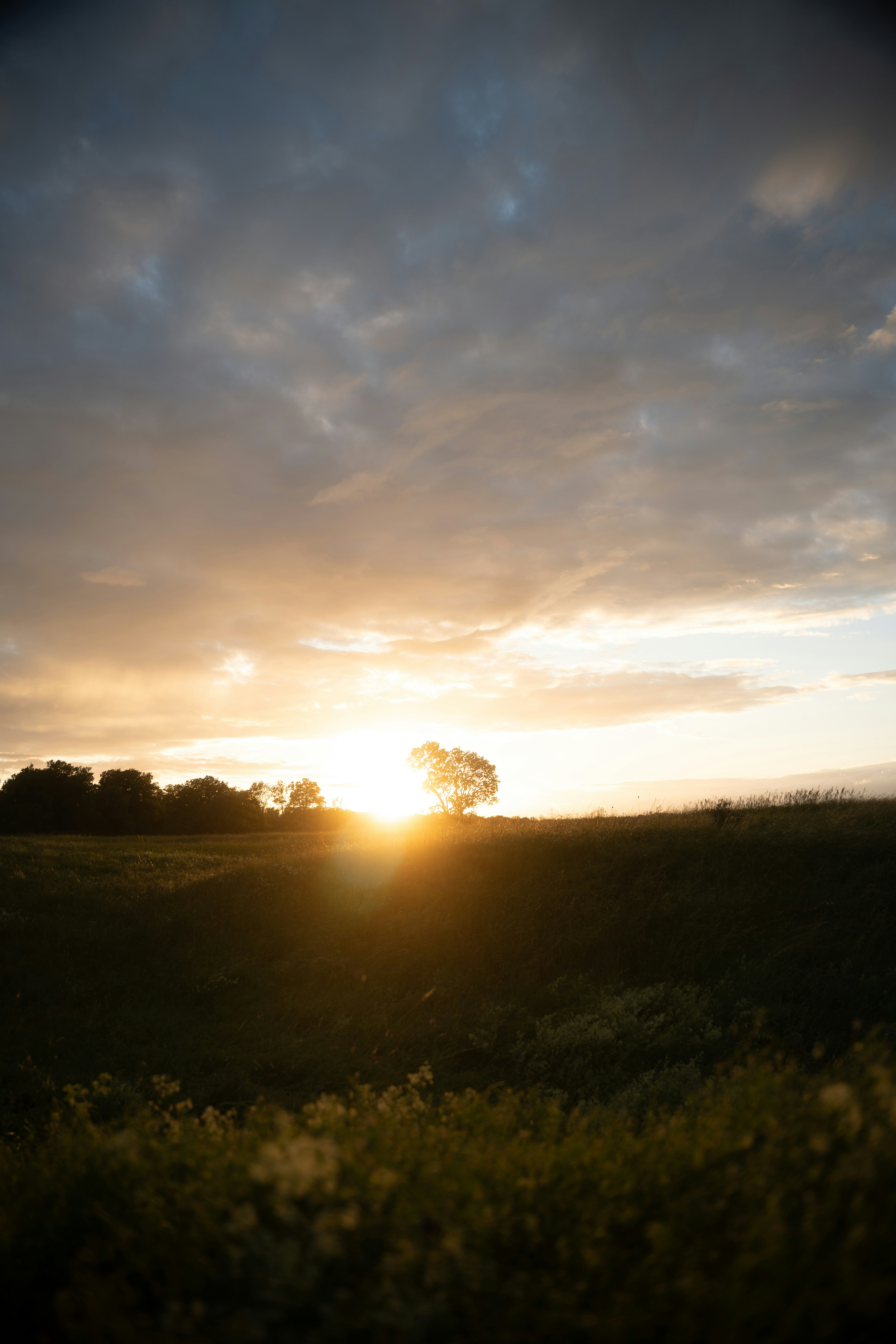Golden sunset illuminates a field and a lone tree.
