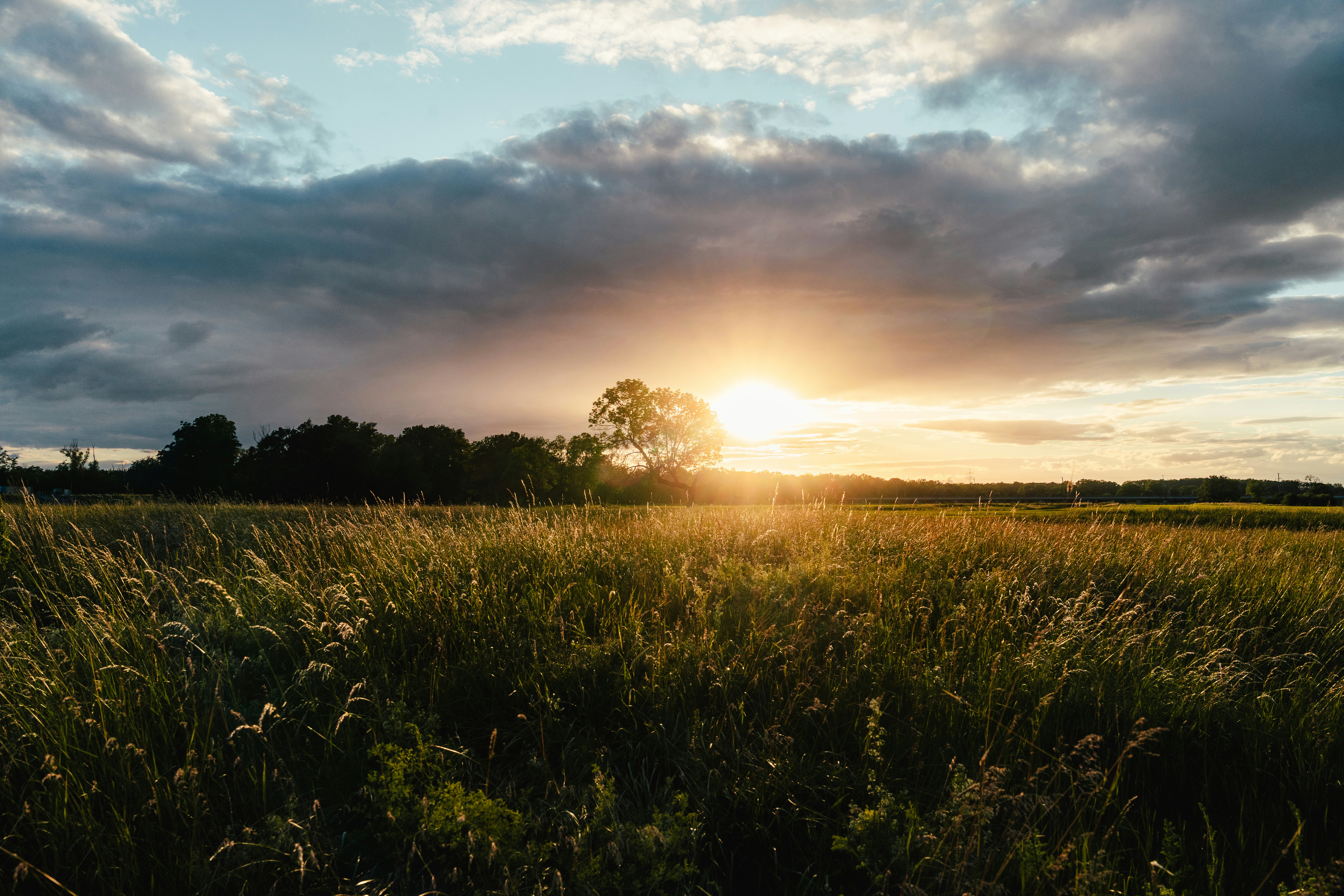 Golden Hour on the Tall Grass Field