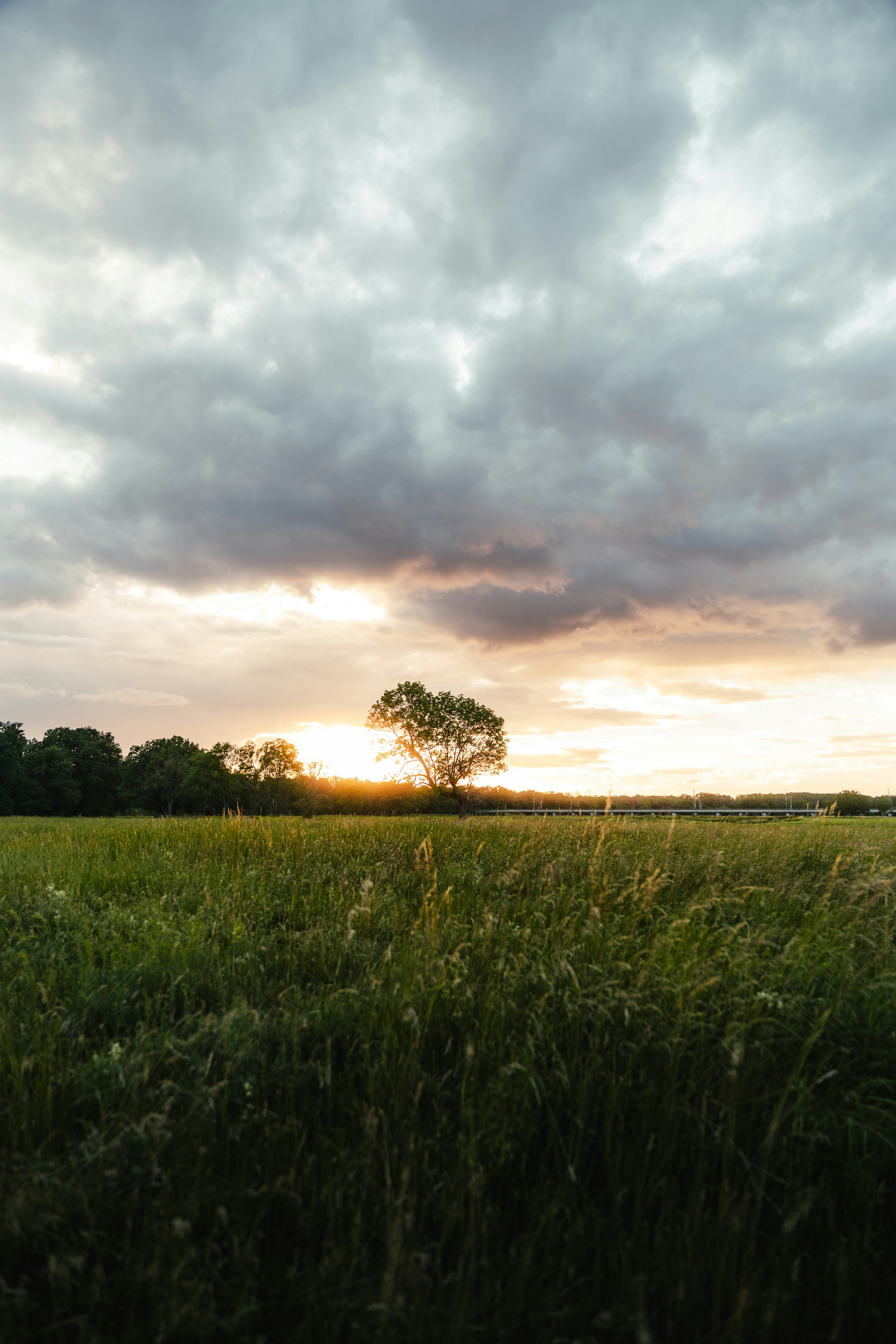 Golden Hour Lone Tree at the Horizon