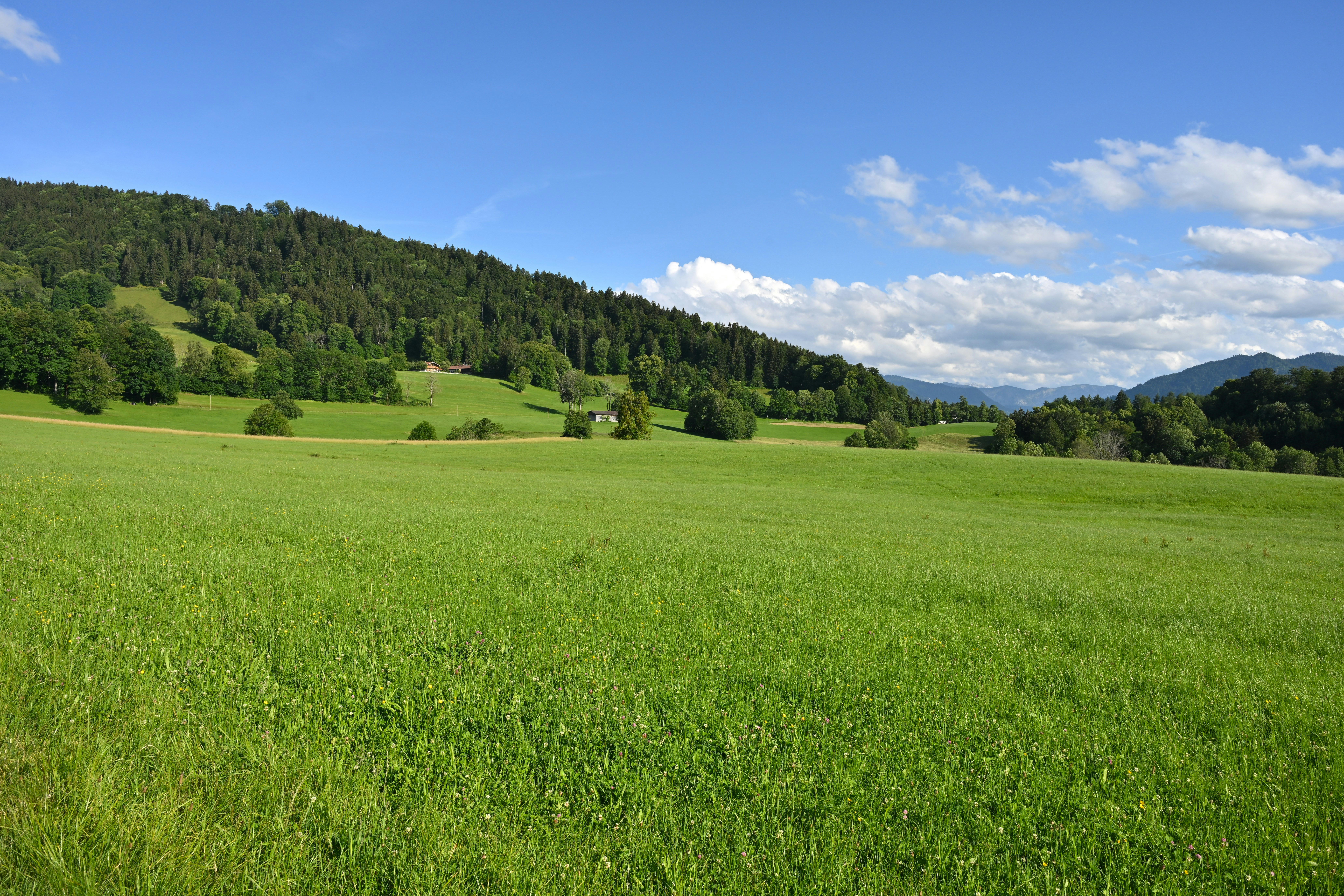 Sunlit Plateau: Verdant Field Beneath a Crest of Pines