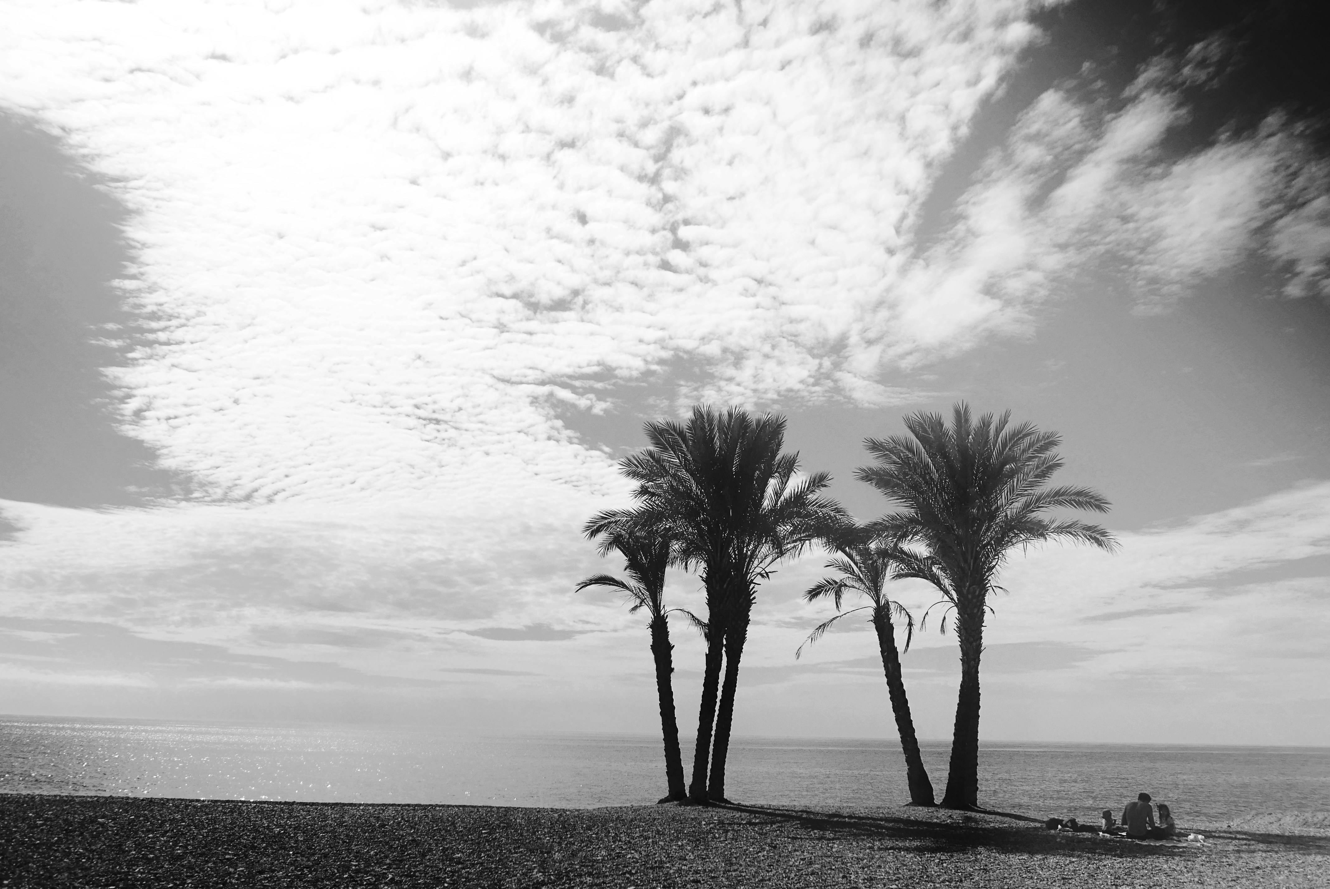 Three Palm silhouettes at the edge of a tranquil sea
