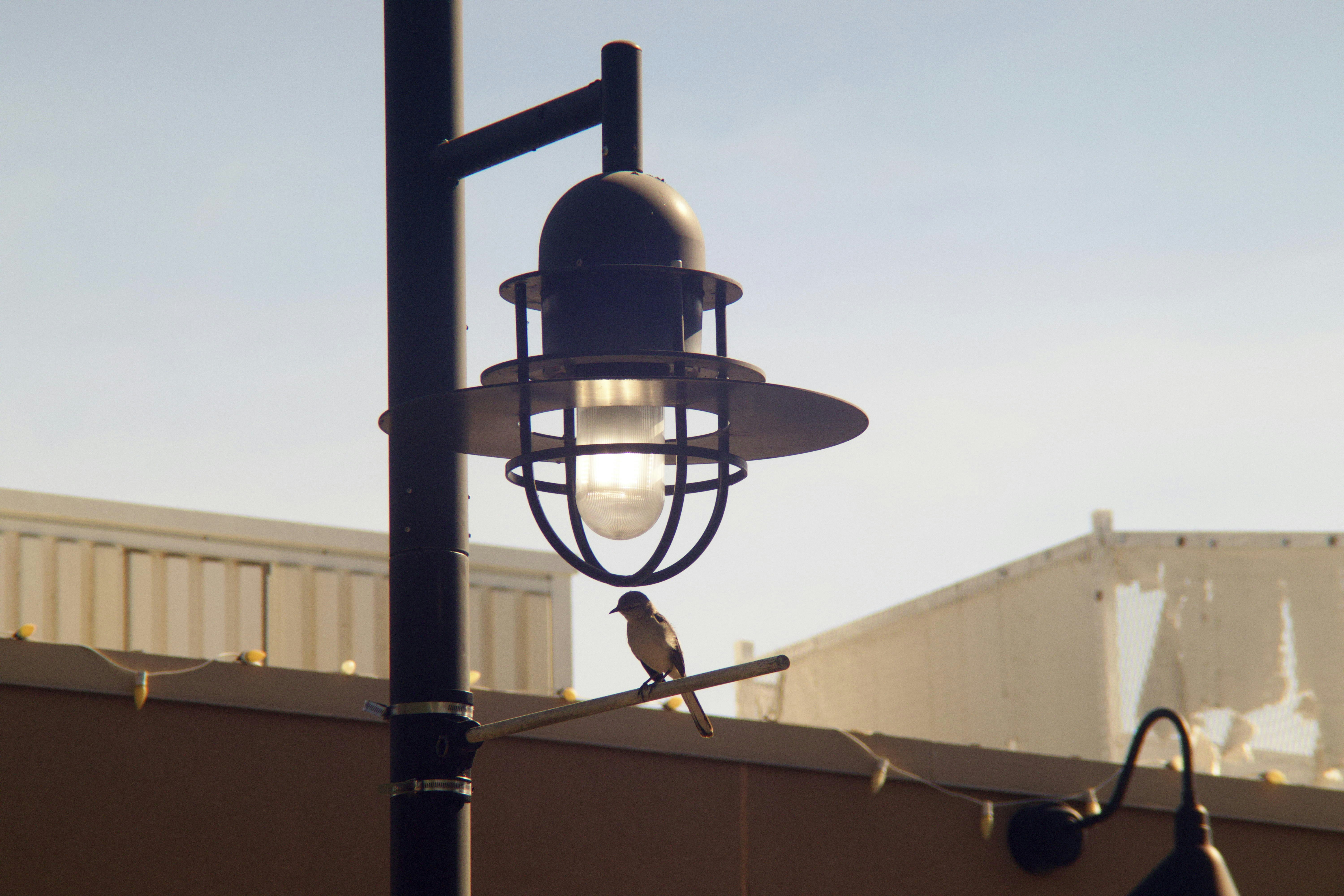 Perch of a Quiet Observer: A Sparrow on a Rooftop Tether