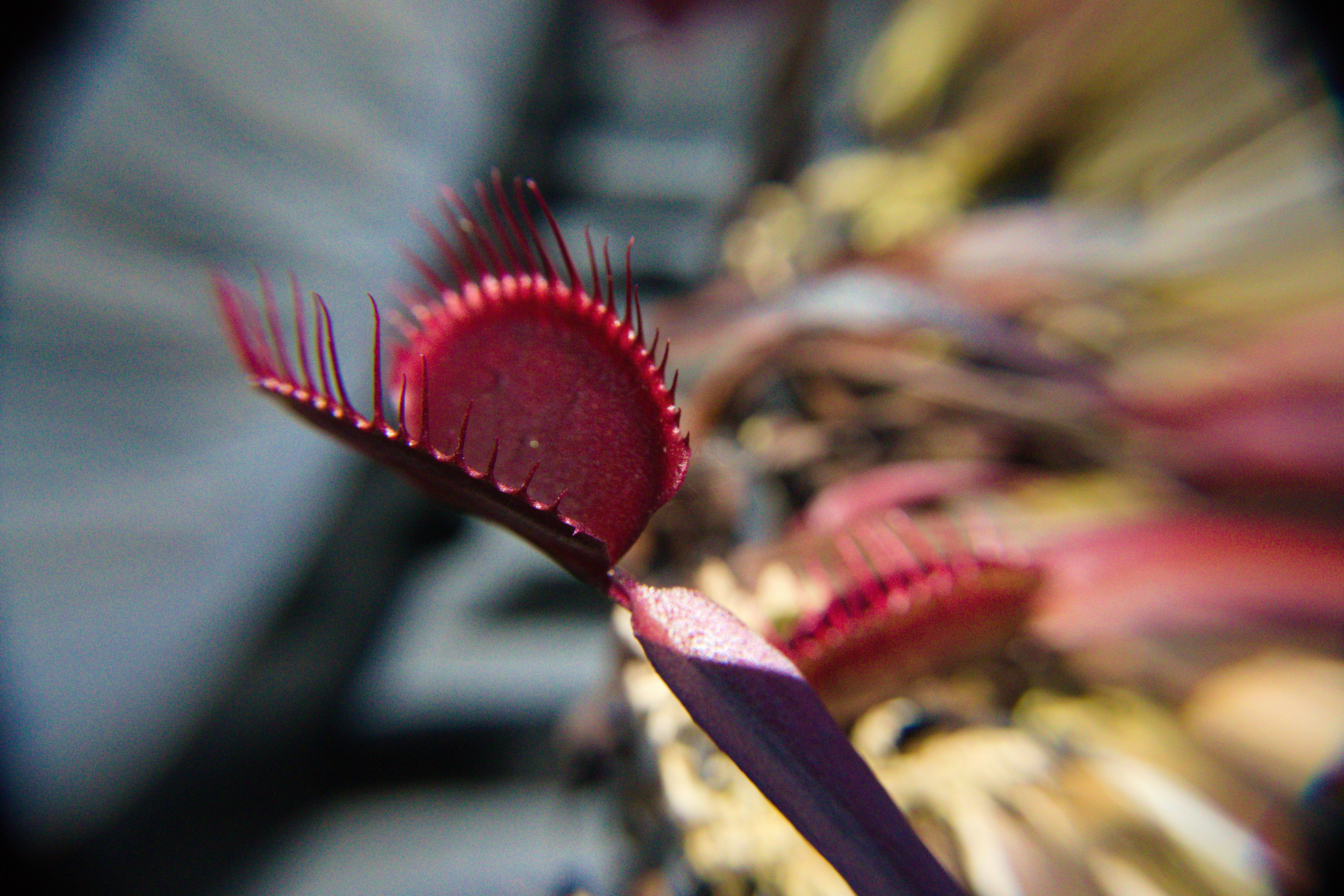 Venus Flytrap in Sharp Focus: Crimson Teeth Catching the Light