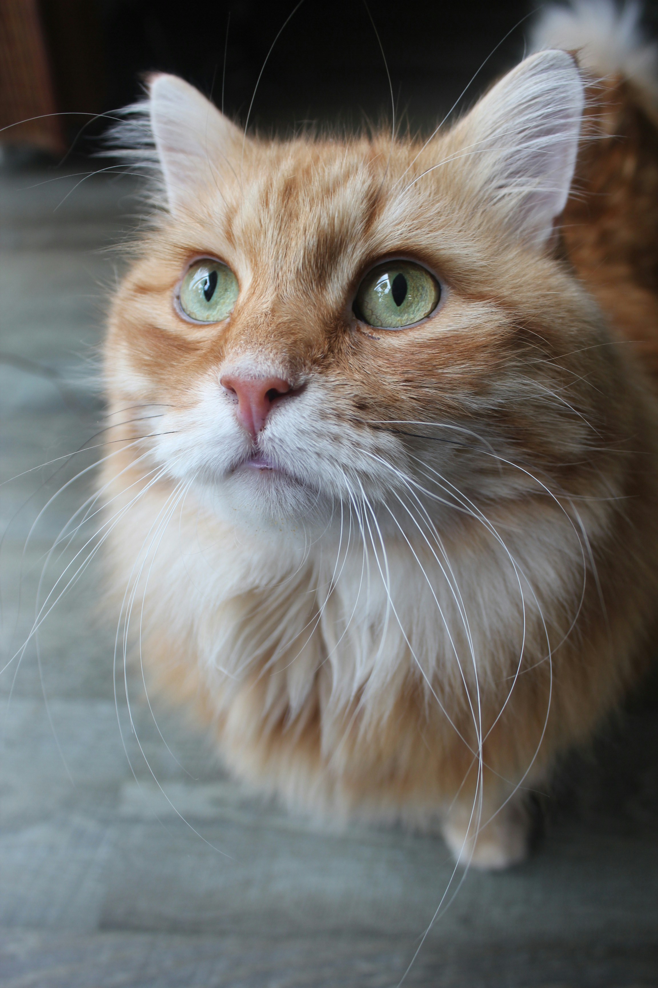 Emerald Gaze: A Fluffy Portrait of a Ginger Cat