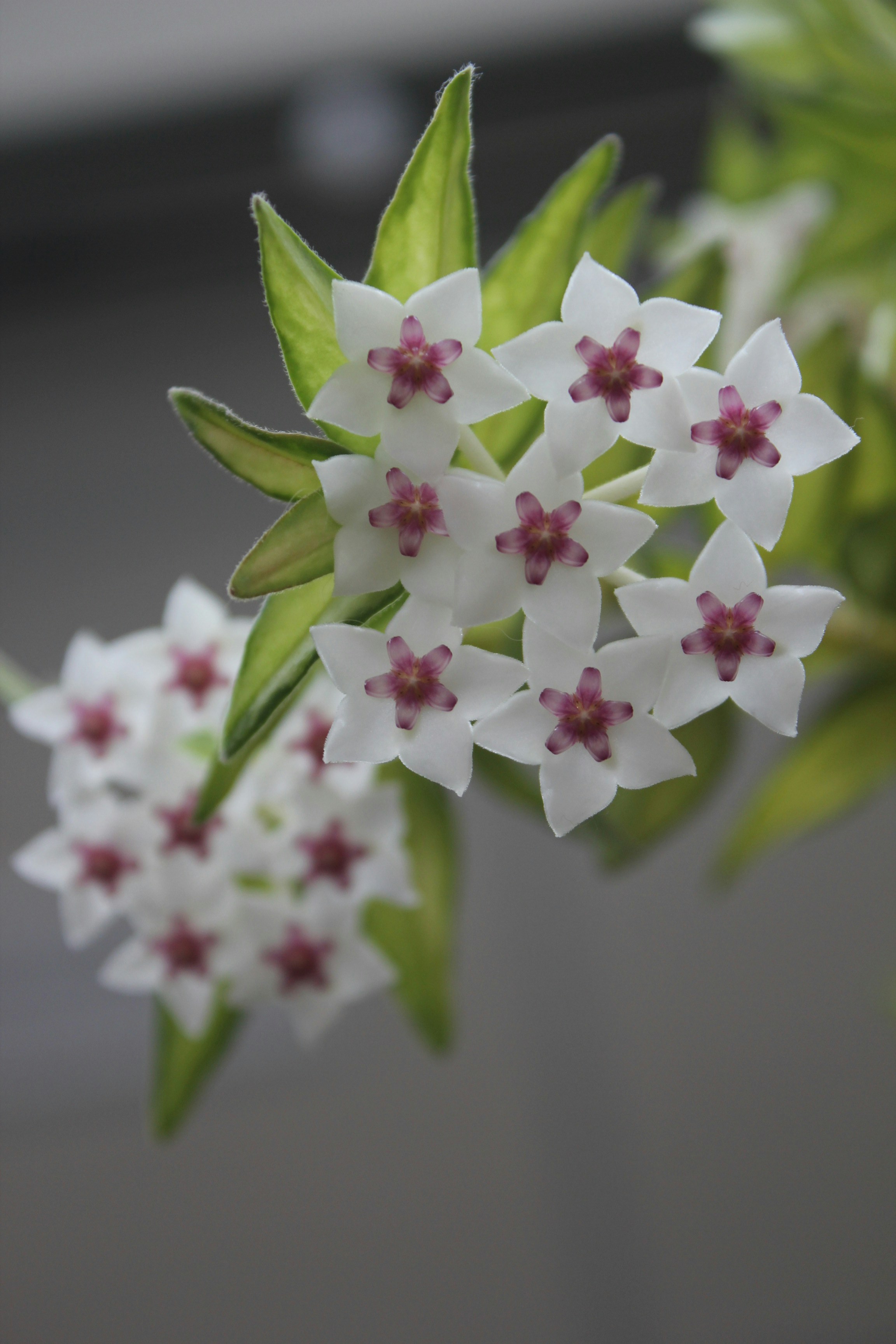 Cluster of White Florals with Pink-Curred Centers