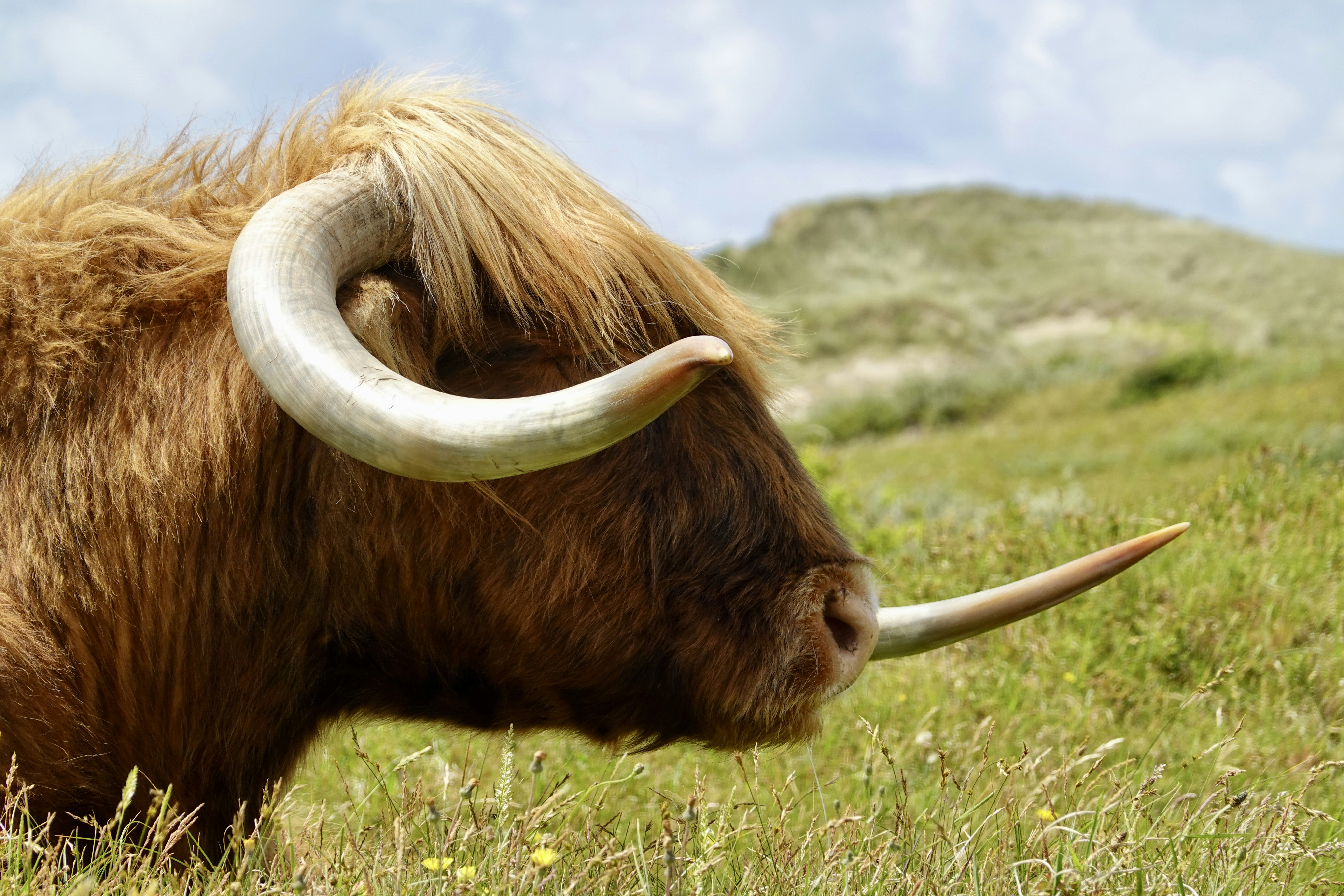 Muskox in a grassy field with rolling hills under a blue sky, horned head in profile; landscape context shows open tundra setting.