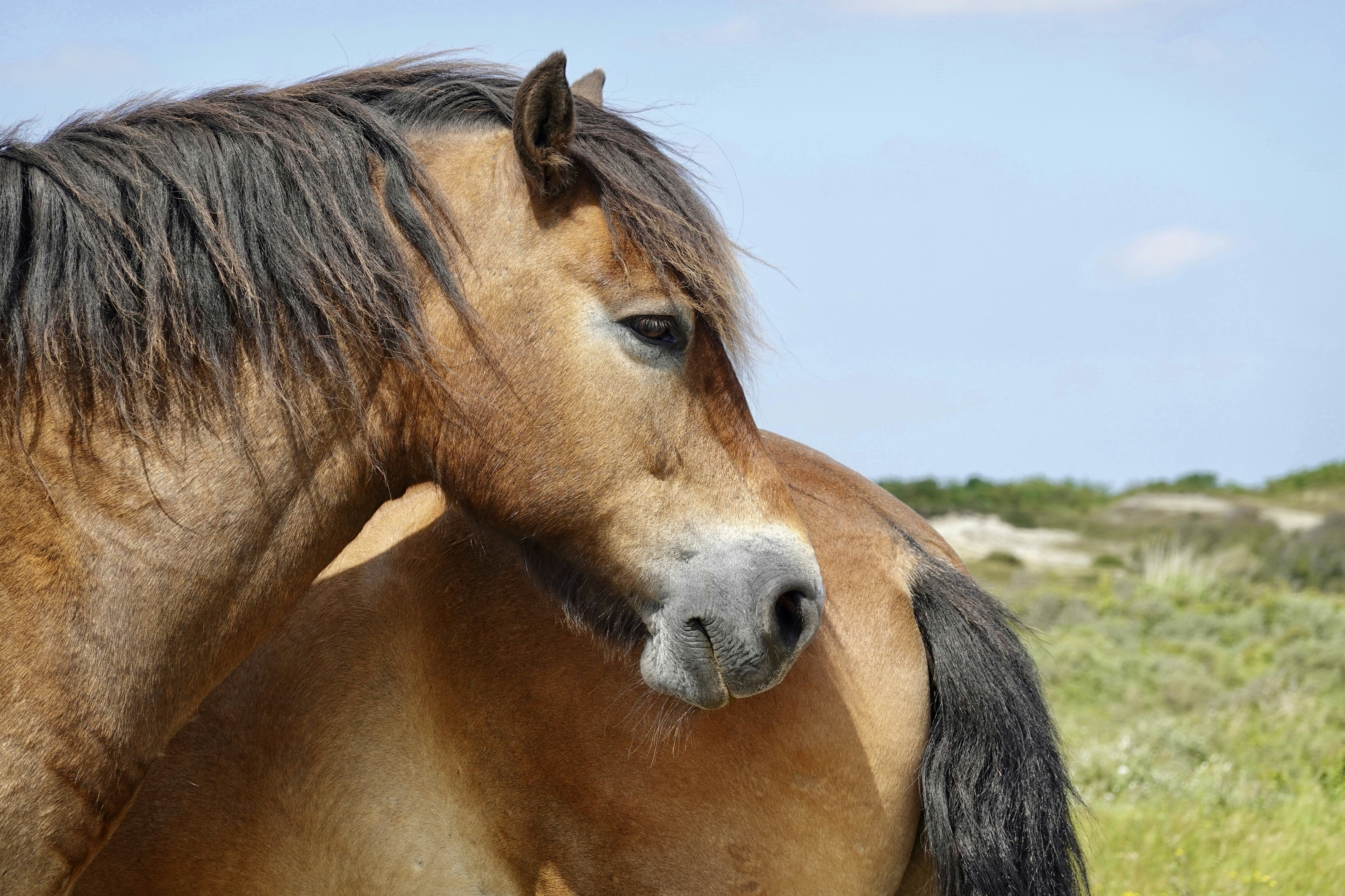 Noble Head Turn: A Horse Paused in a Wind-Swept Meadow