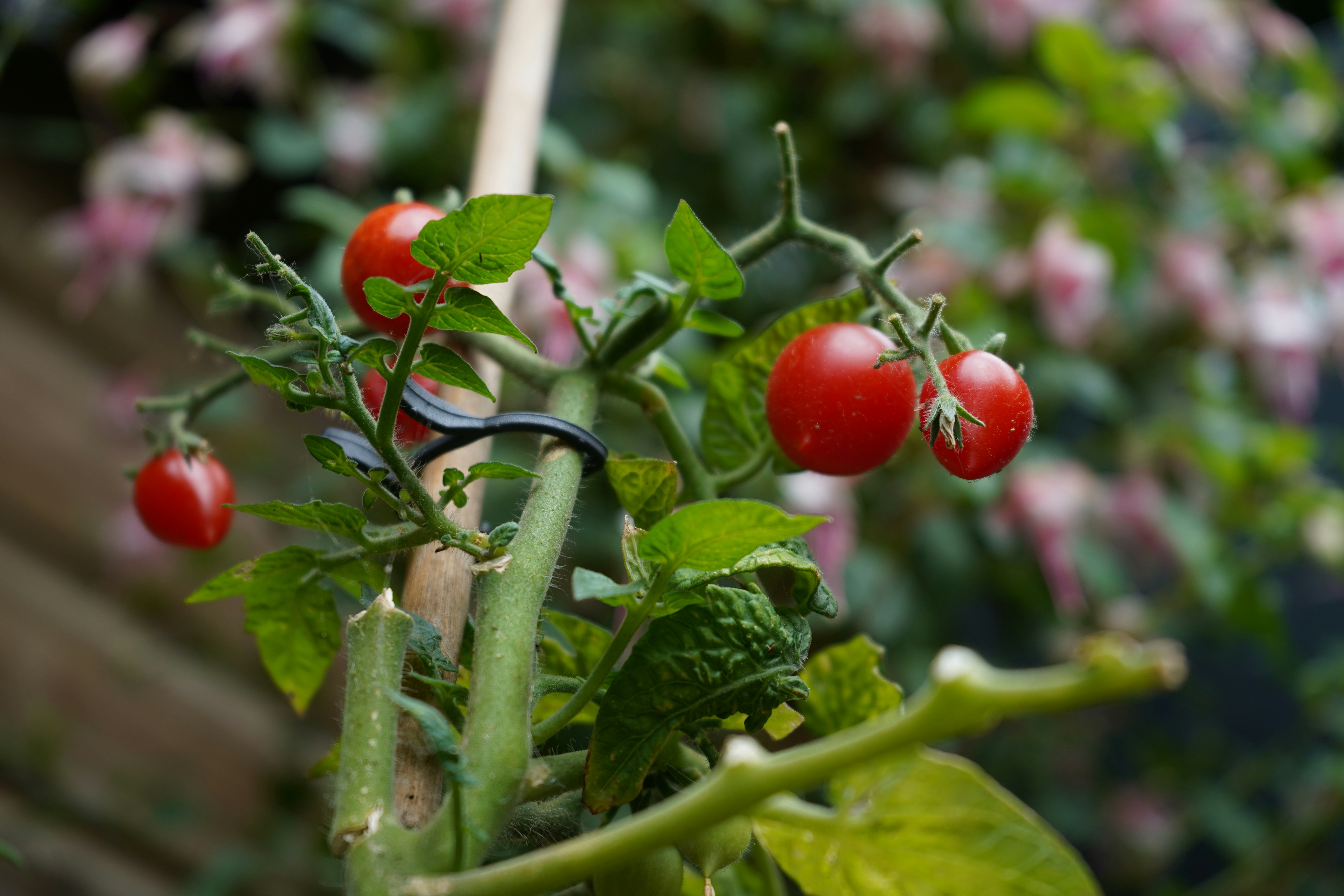 Crimson cherry clusters cling to the sunlit tomato stem