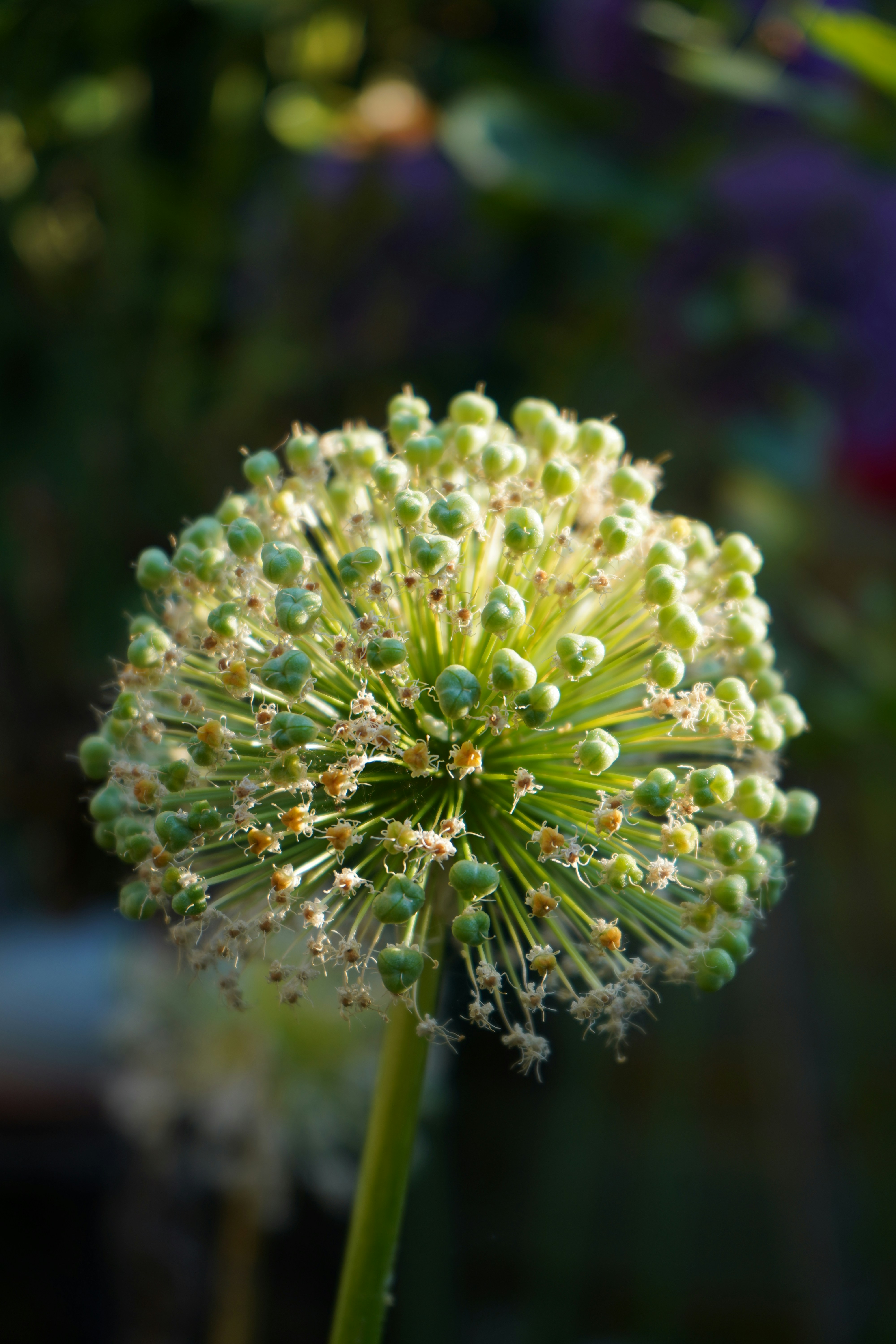 Allium Starburst: a close-up of a spherical flowerhead catching morning light
