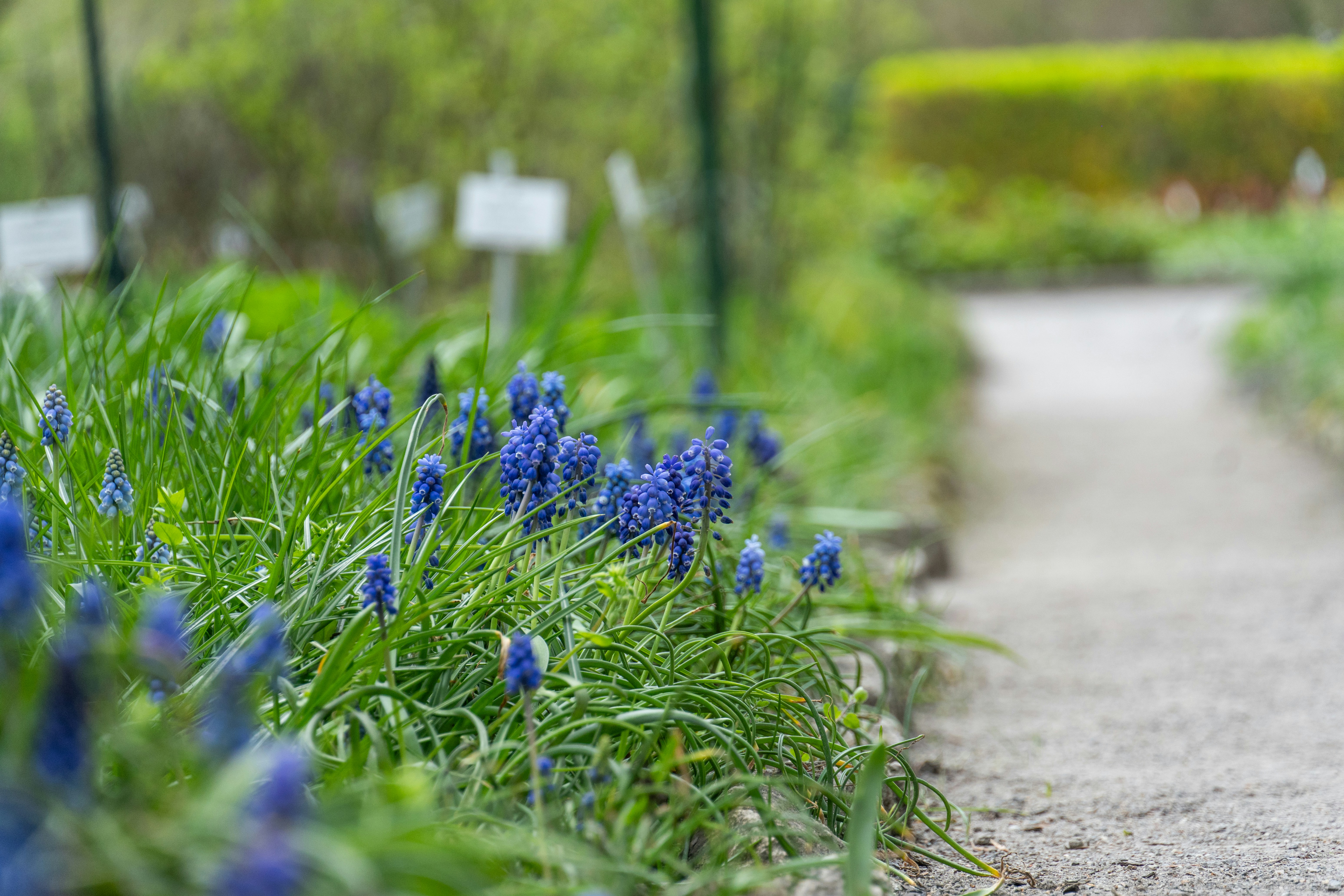 Cluster of bluebell flowers along a gravel garden path with a blurred background, emphasizing the foreground blooms.