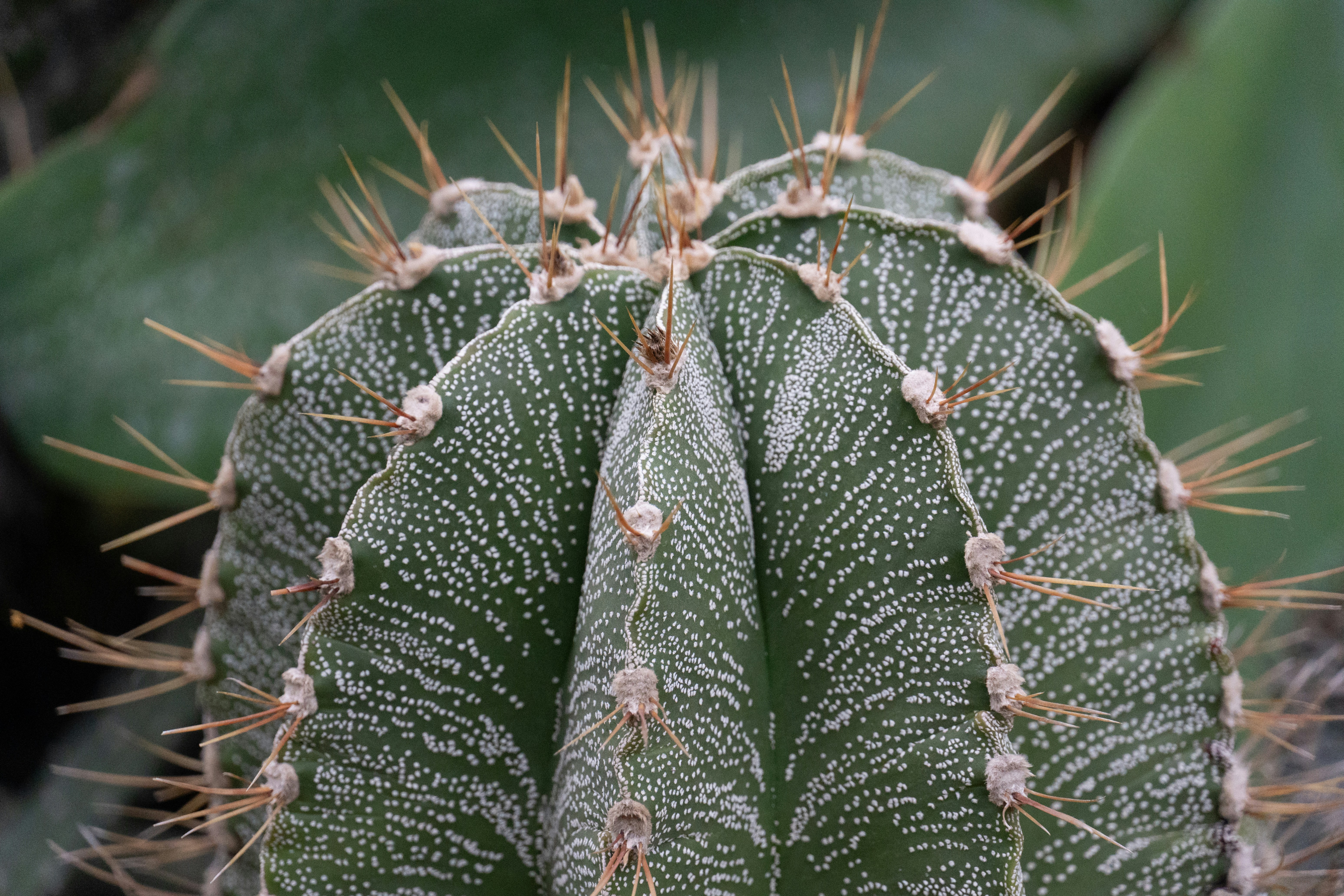 Dew-speckled Spine: A Macro Portrait of a Barrel Cactus