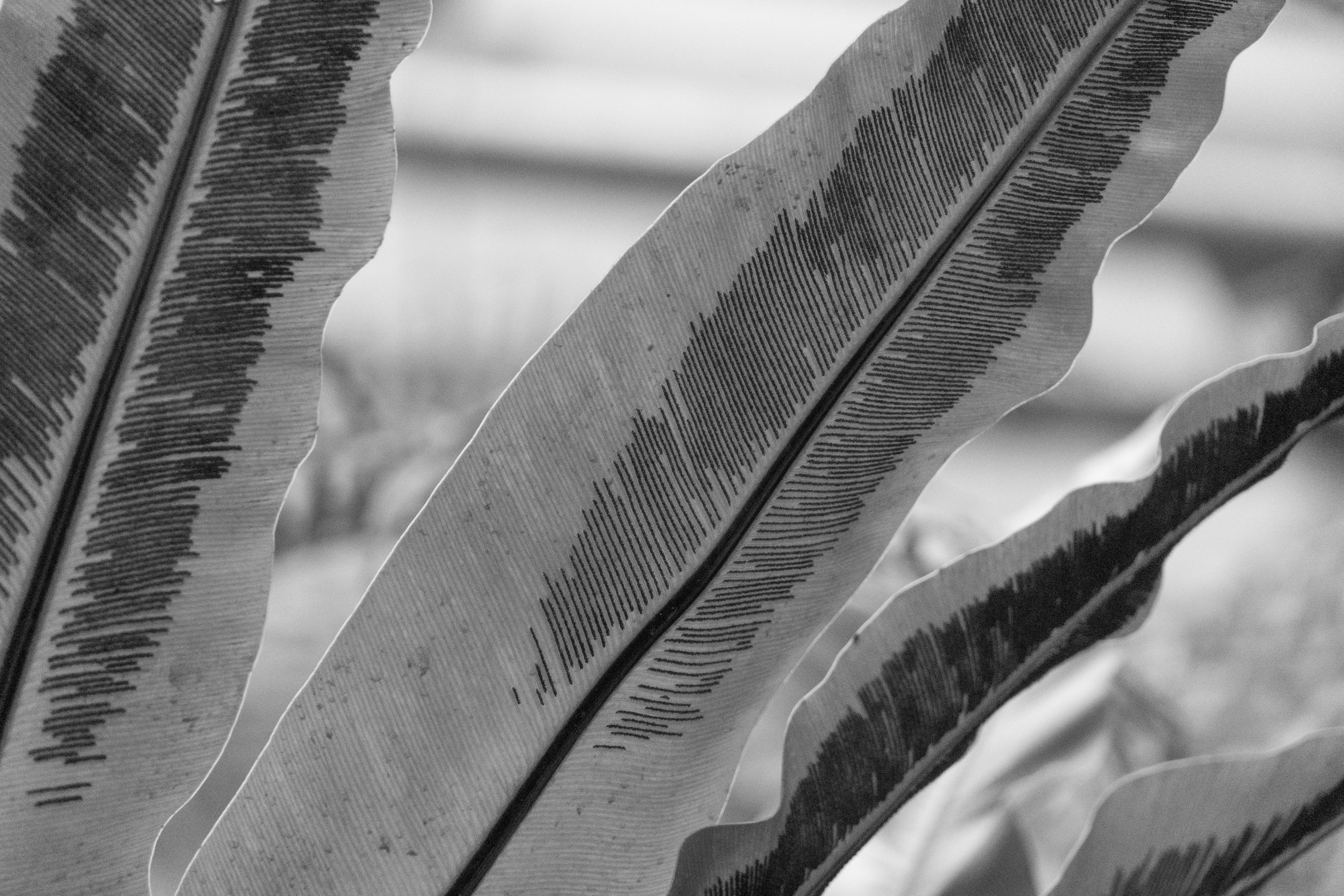 Close-Up Canyon of Fronds: Monochrome Leaves in Focus