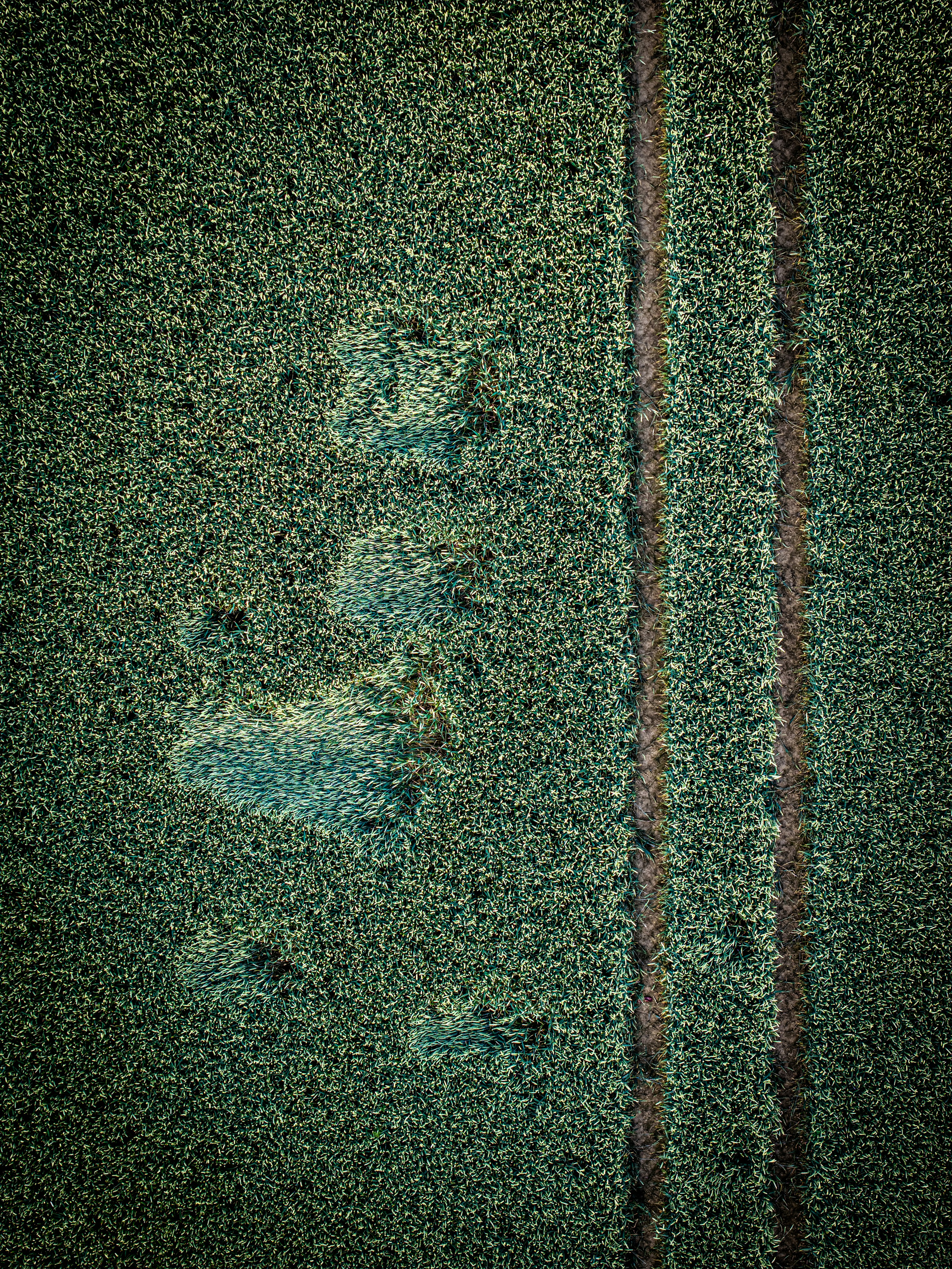 Green Field Paths: Tire Tracks Cutting Through Crop Tracts