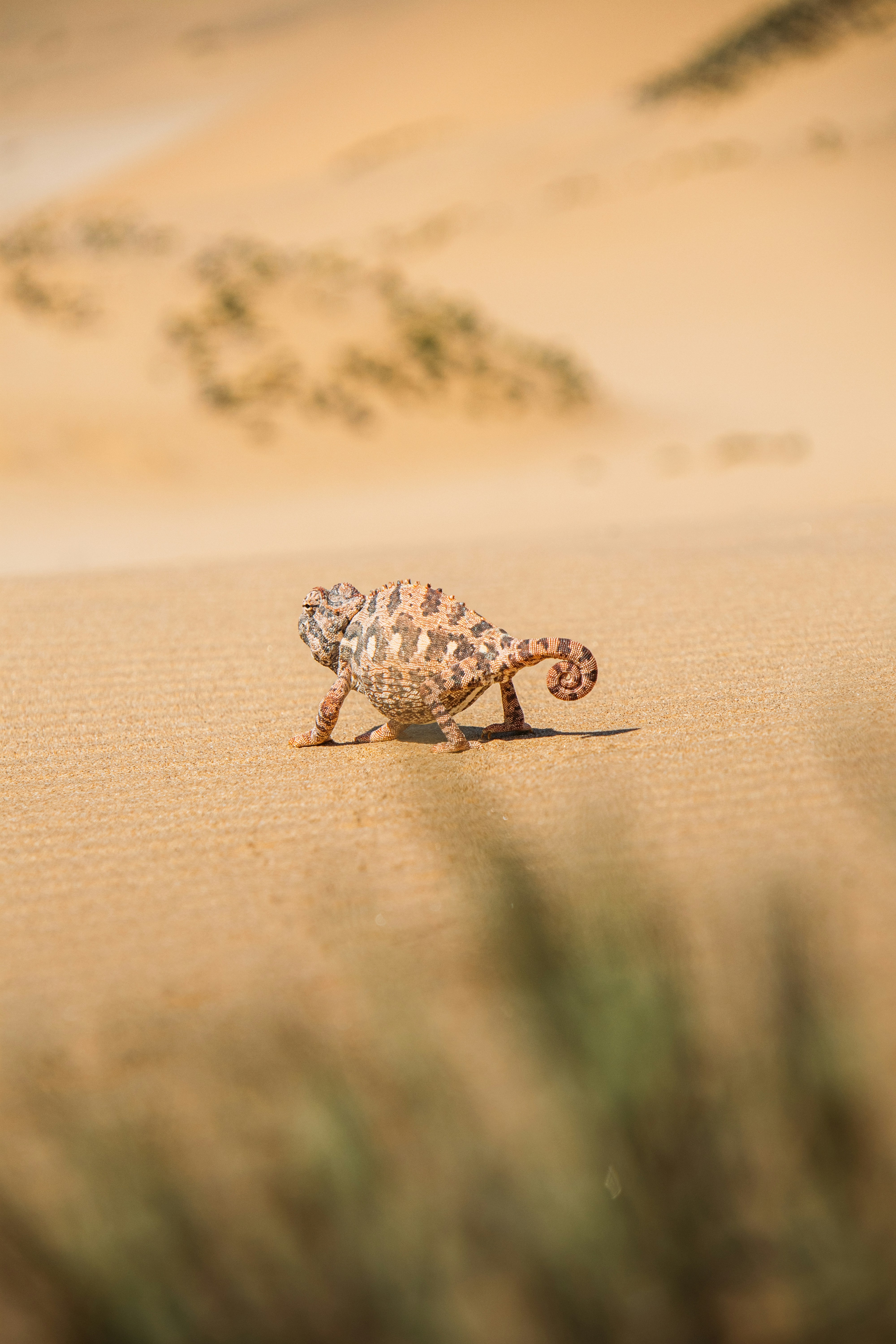 Desert Prowler: A Chameleon Charm in the Dunes