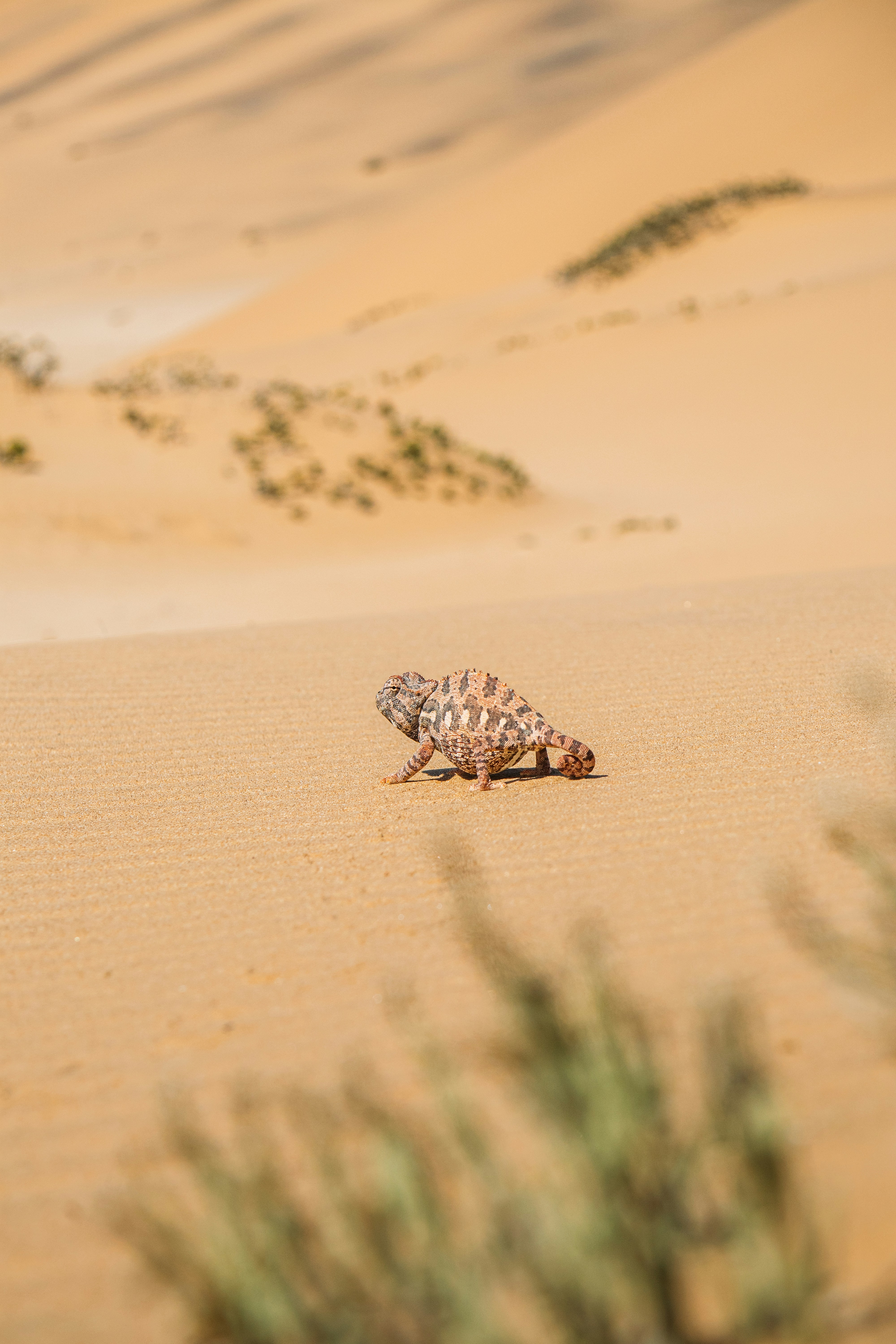 Desert Seeker: A Horned Lizard Commands the Dune