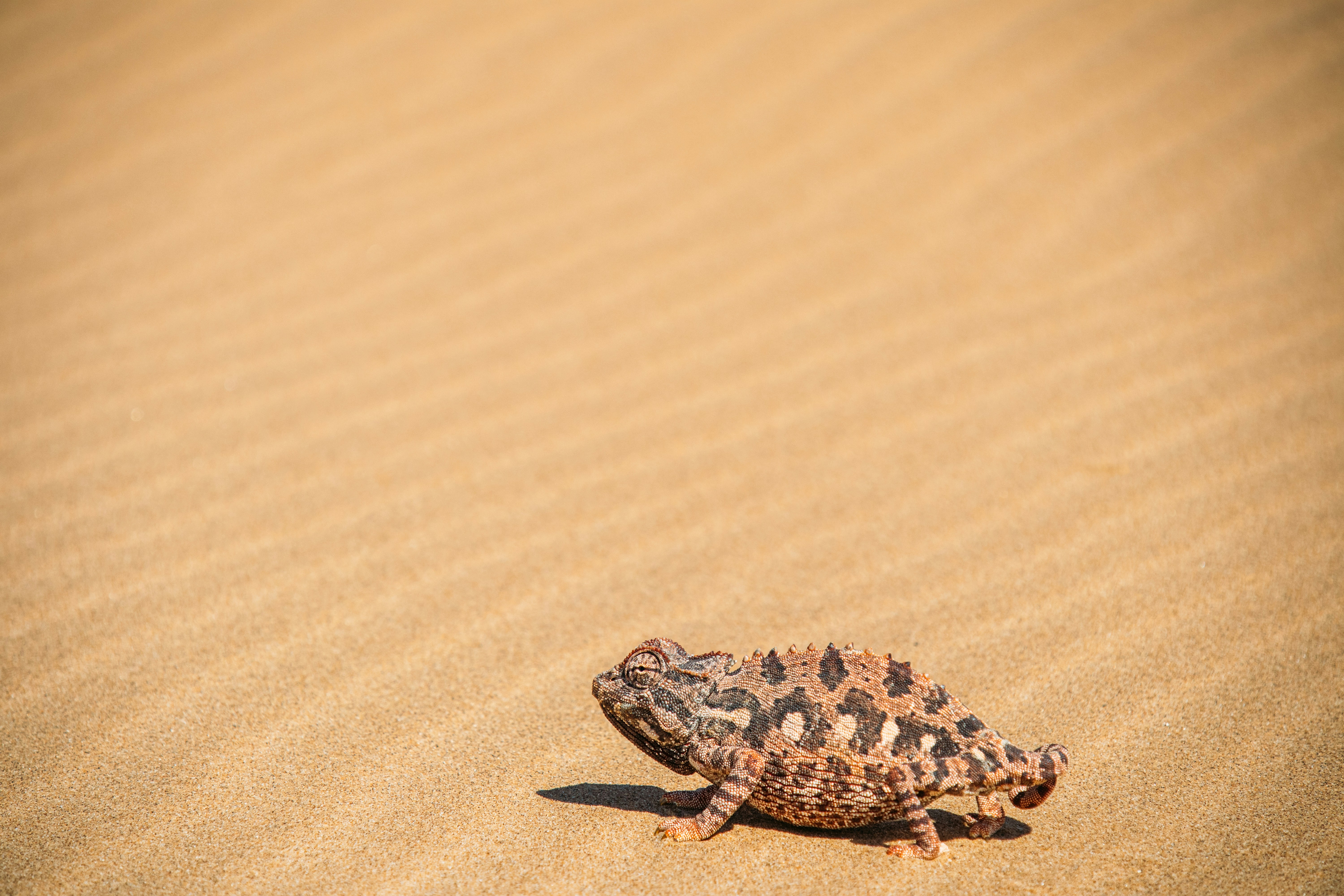 Desert Dune Stroller: A Sand-Colored Agama-Camouflaged Gecko