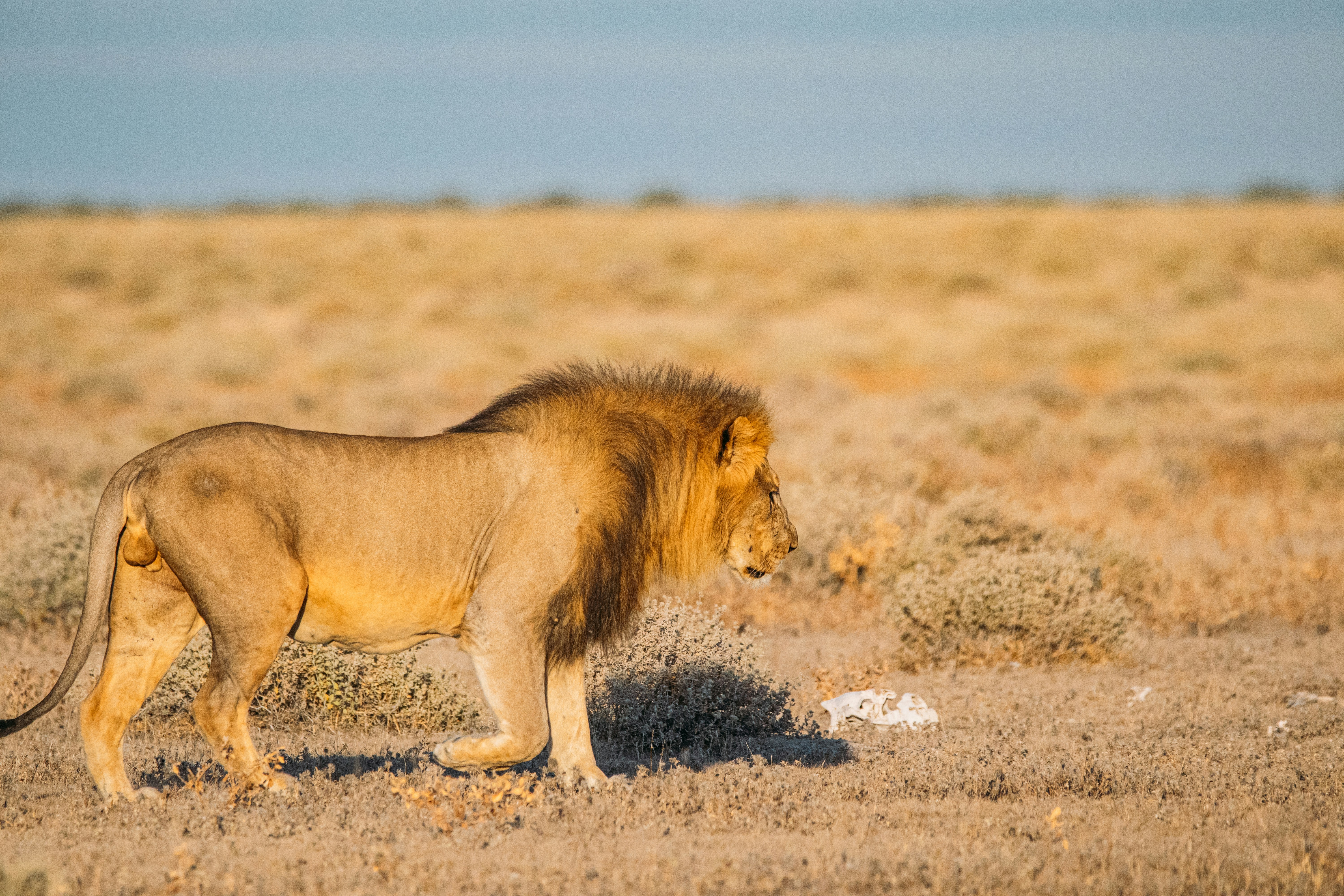 Desert Pride: A Lone Lion Walks the Drought-Scarred Plain