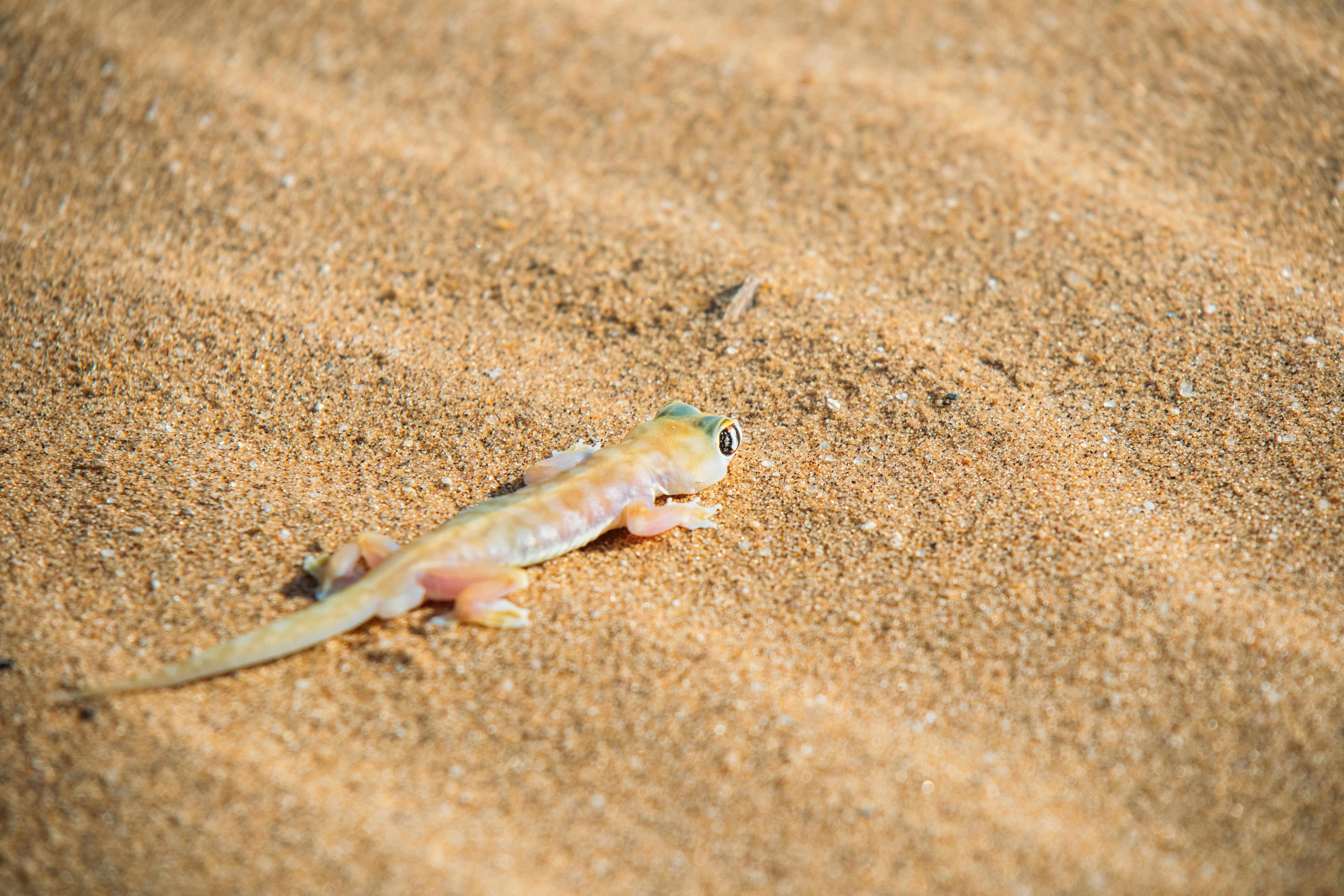 Desert Habitat: A Tiny Gecko Survives the Gaze of Shifting Sand