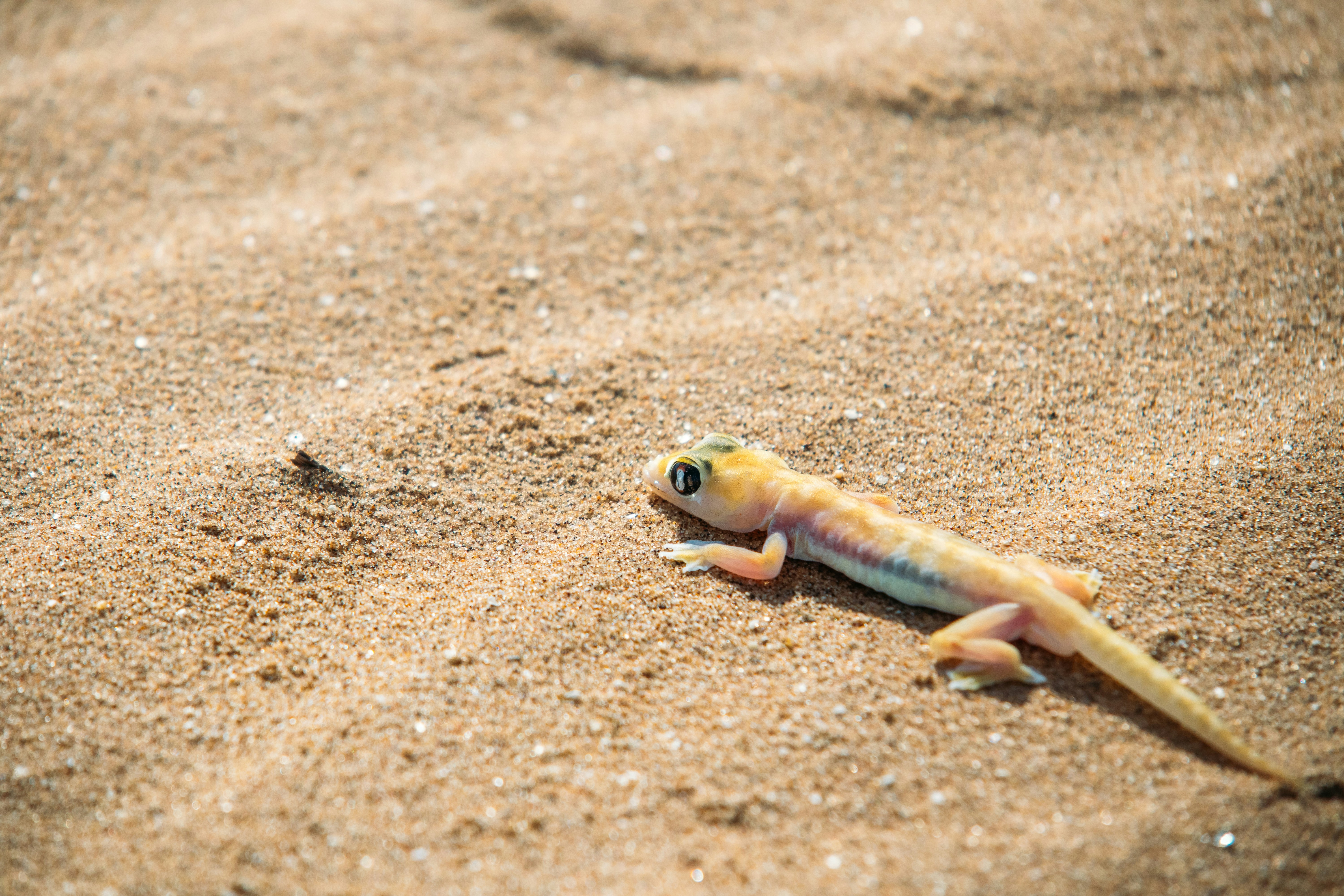 A small gecko with colorful markings on a sandy surface.