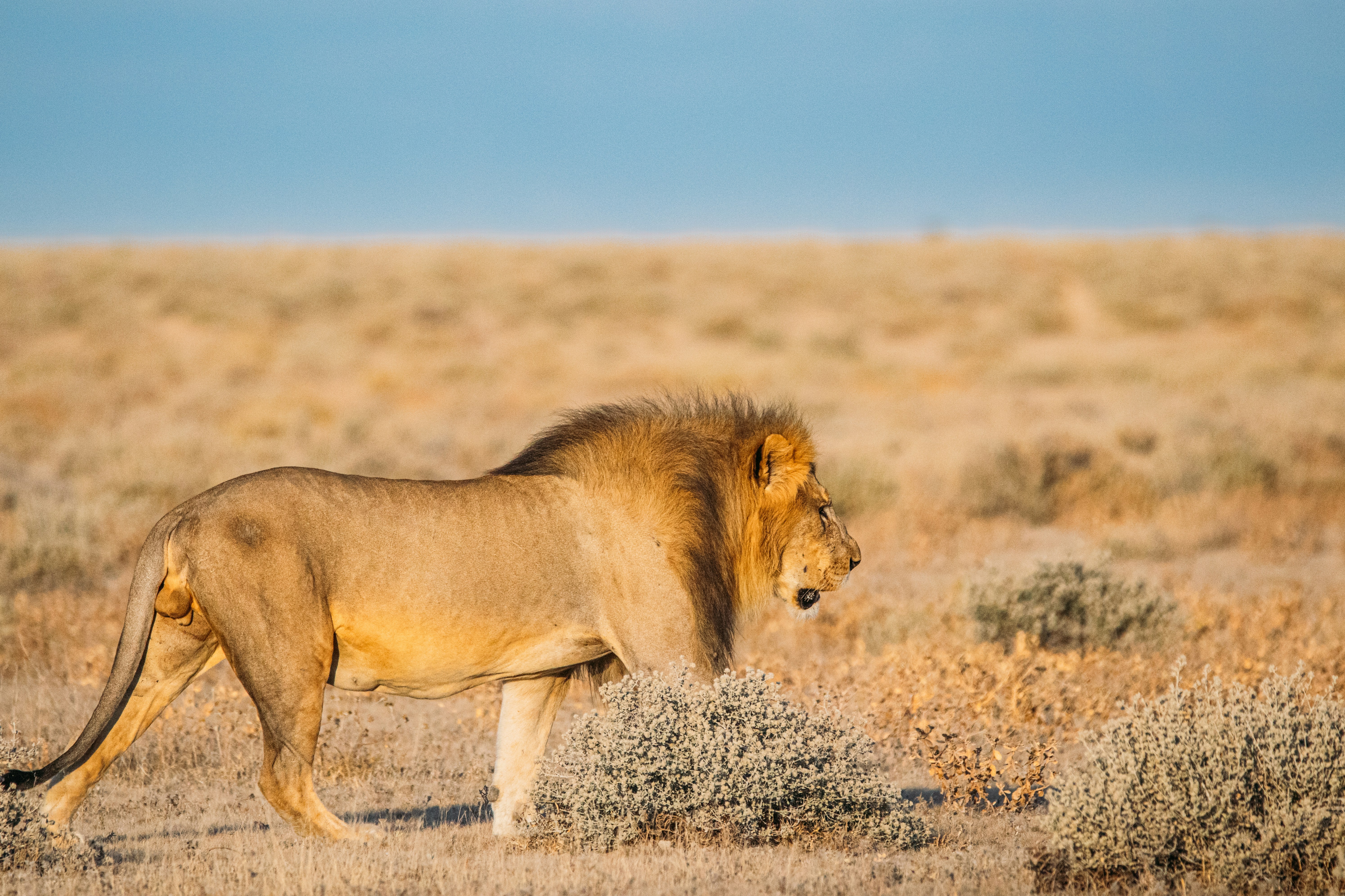 A Apex Stance: Lion on the Arid Plain
