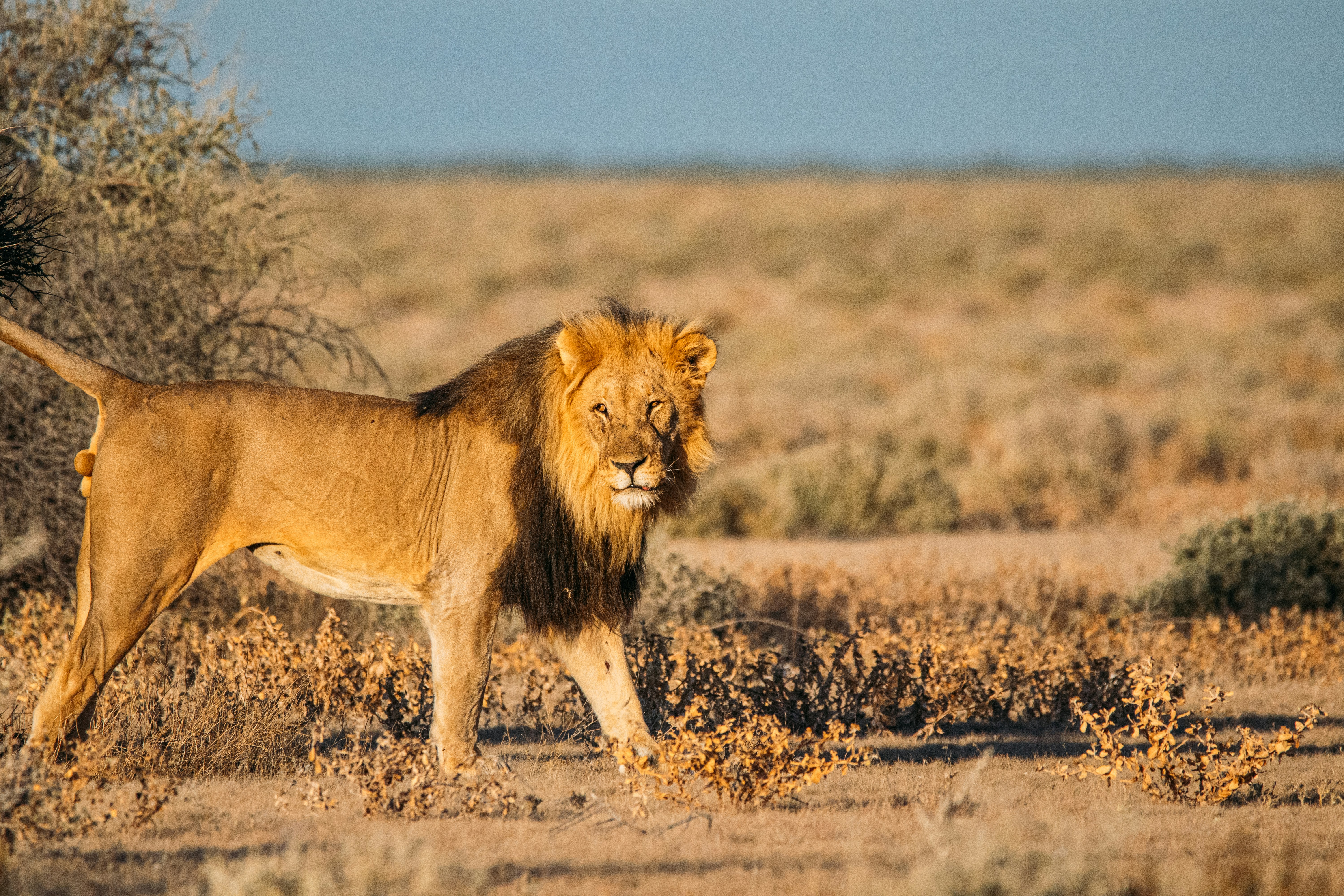 Golden Mane in the Desert Spotlight