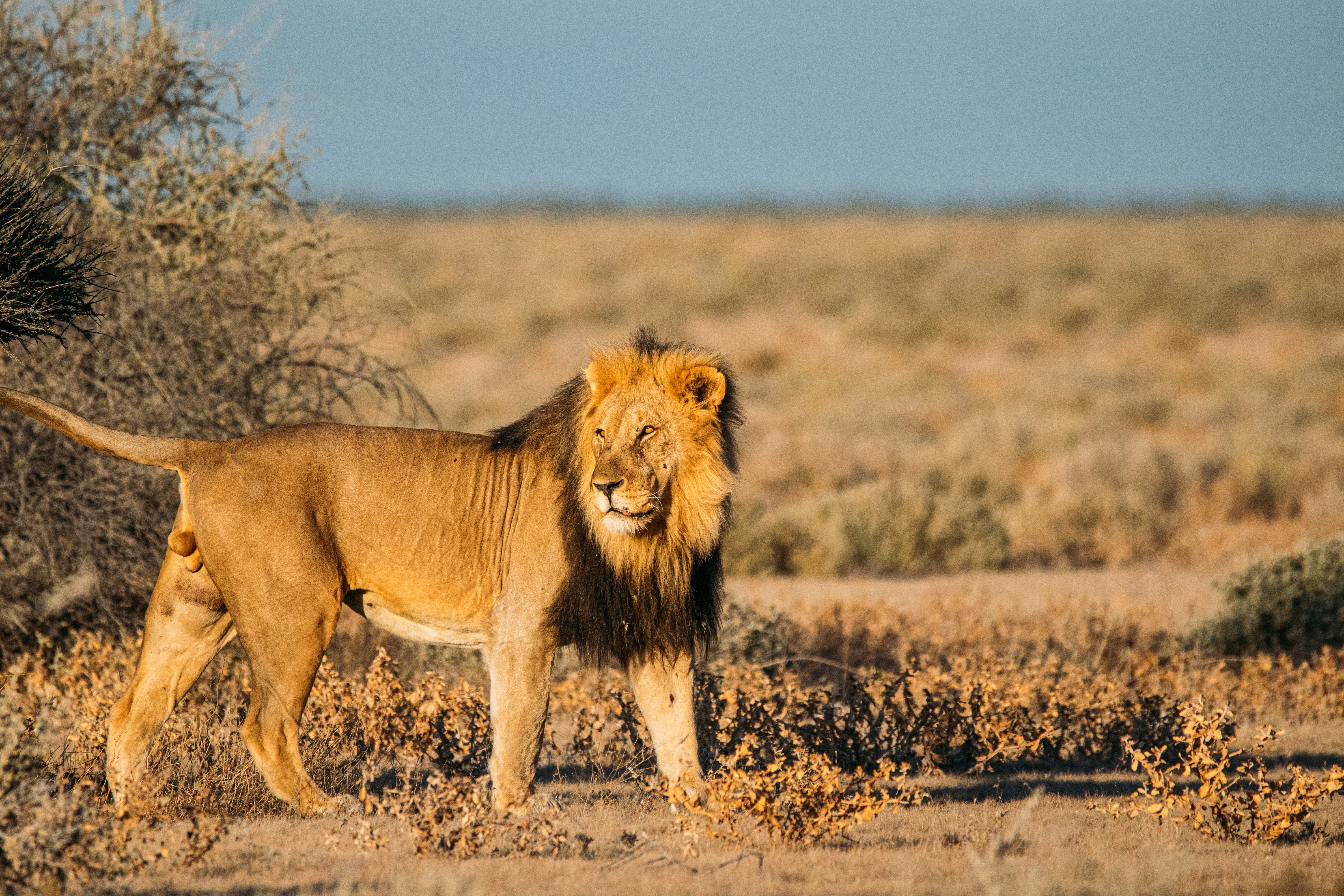 Majestic Sentinel of the Savannah