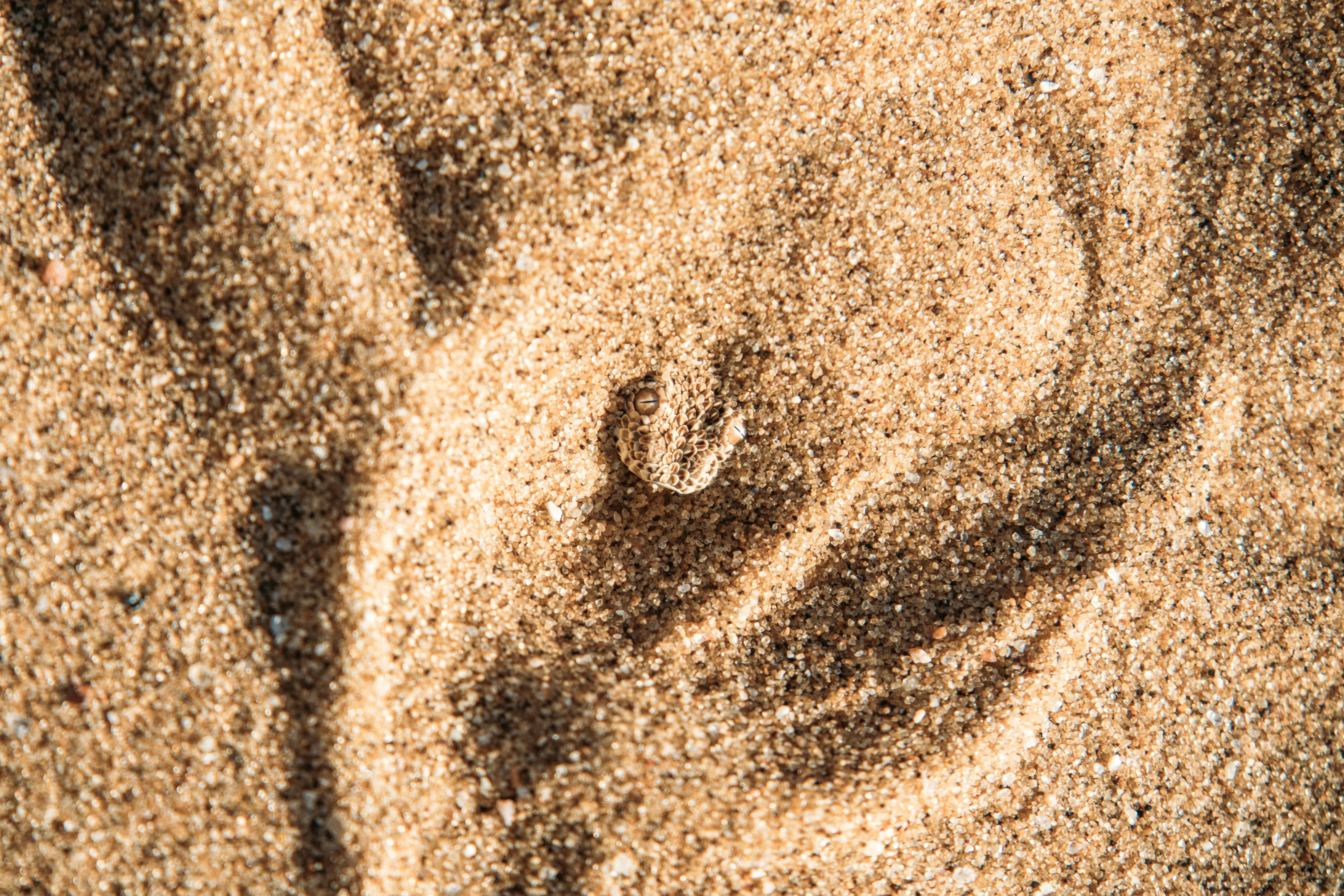 Granular Spiral: Sand Dunes and a Curved Ripple