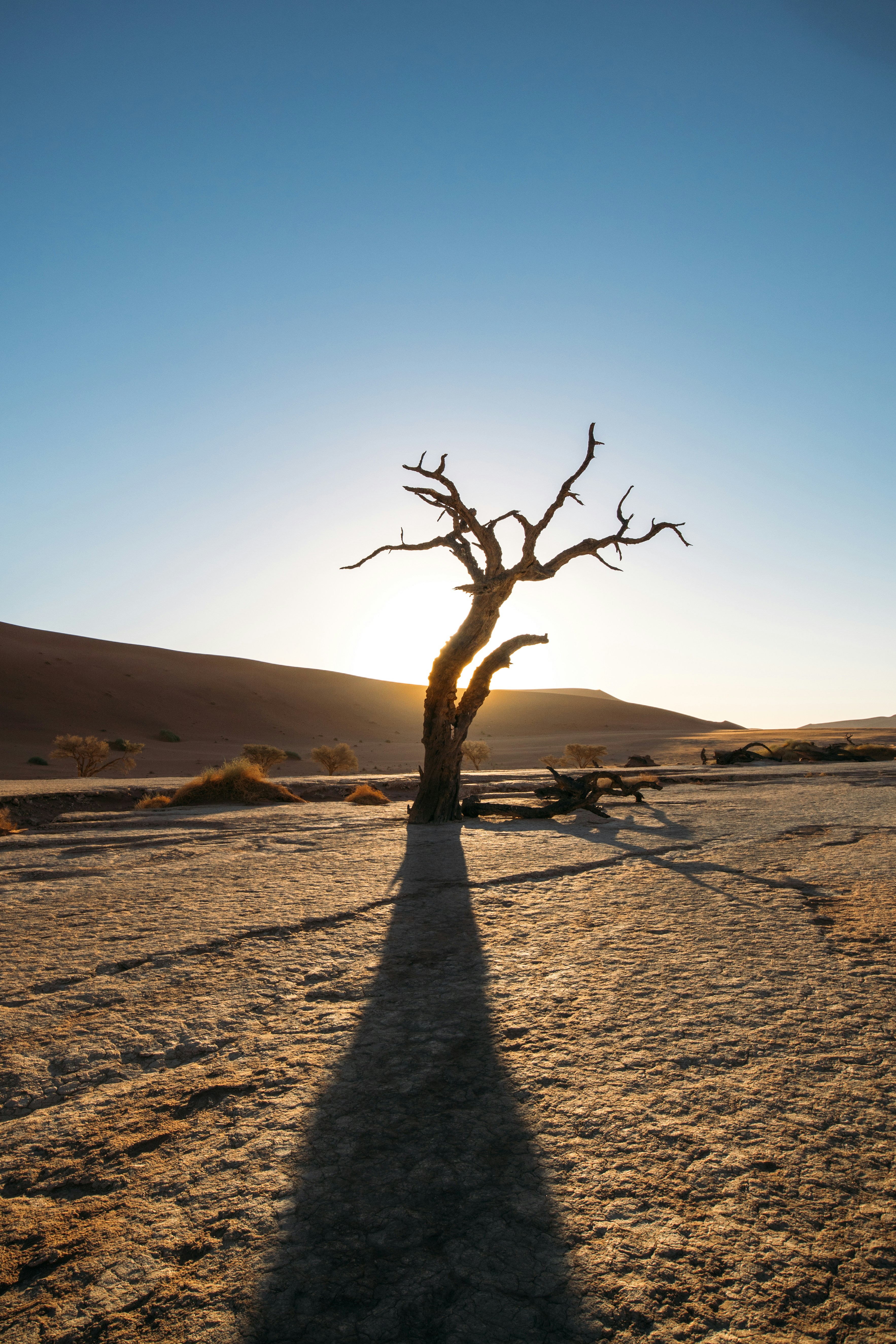 Desert Survivor: The Lone Withered Tree at Sunset