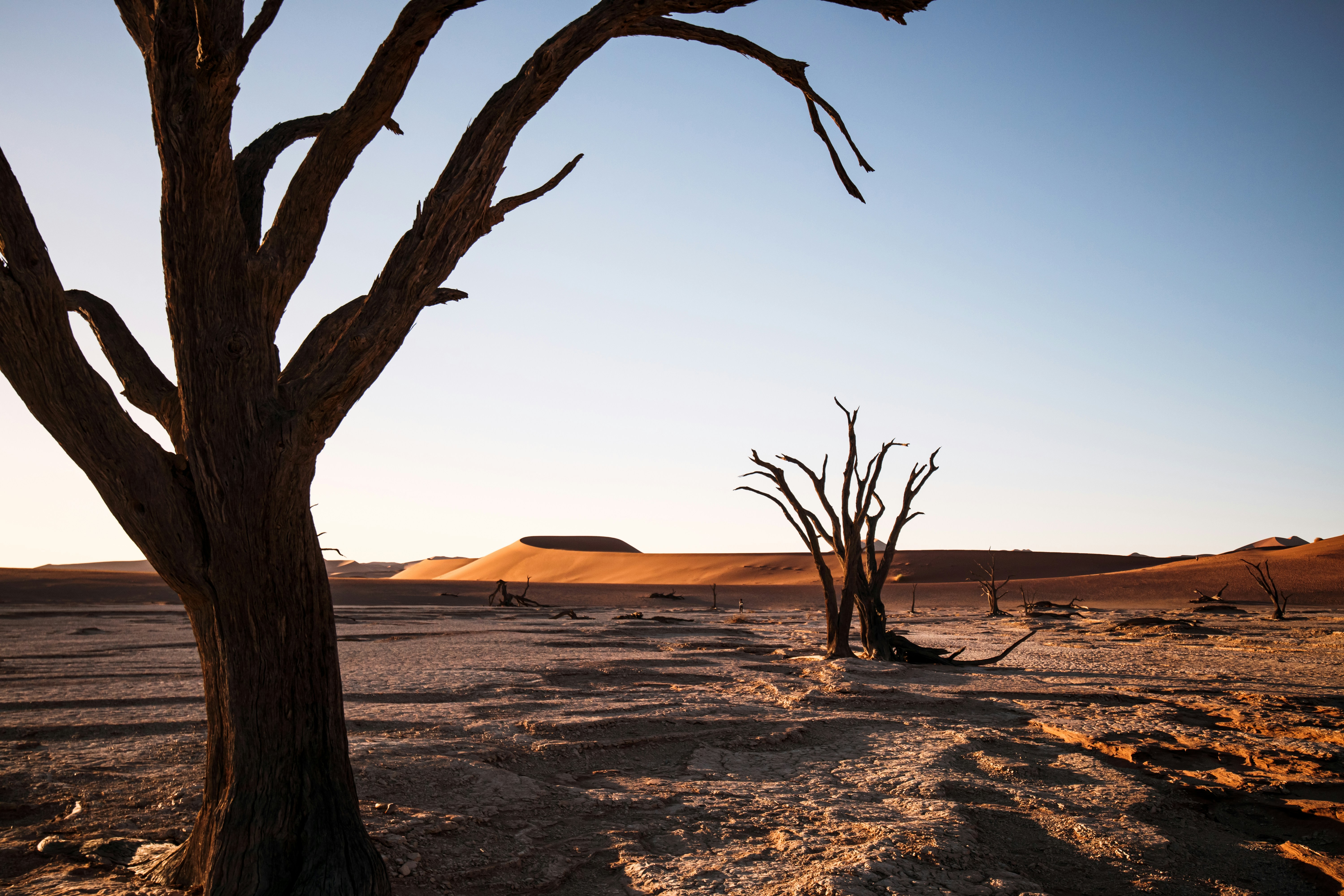 Desert Bones: Withered Trees Standing Guard Over Dunes at Sunset