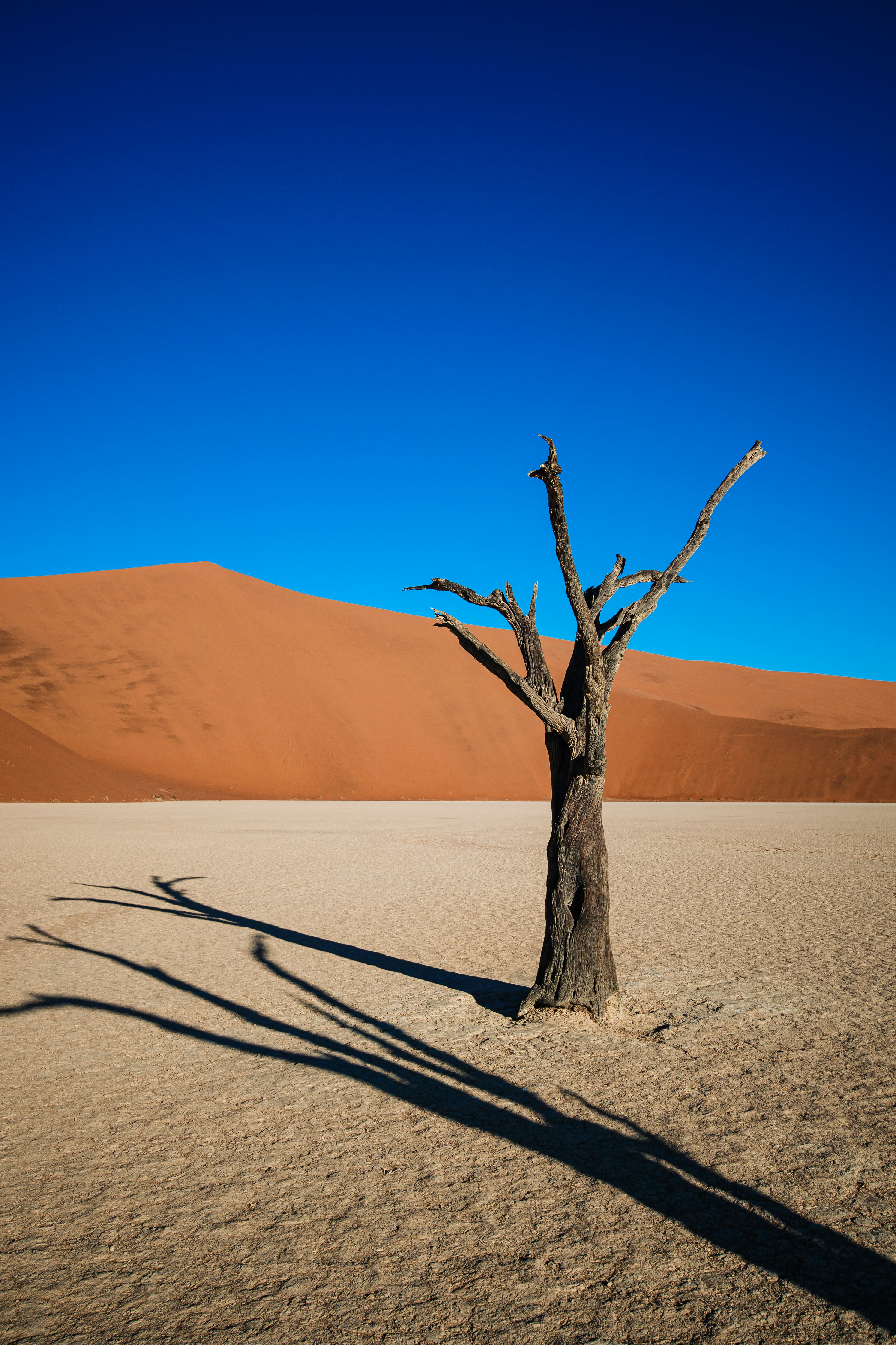 Lonely Survivor: The Bark of a Desert Tree Against a Rift of Blue