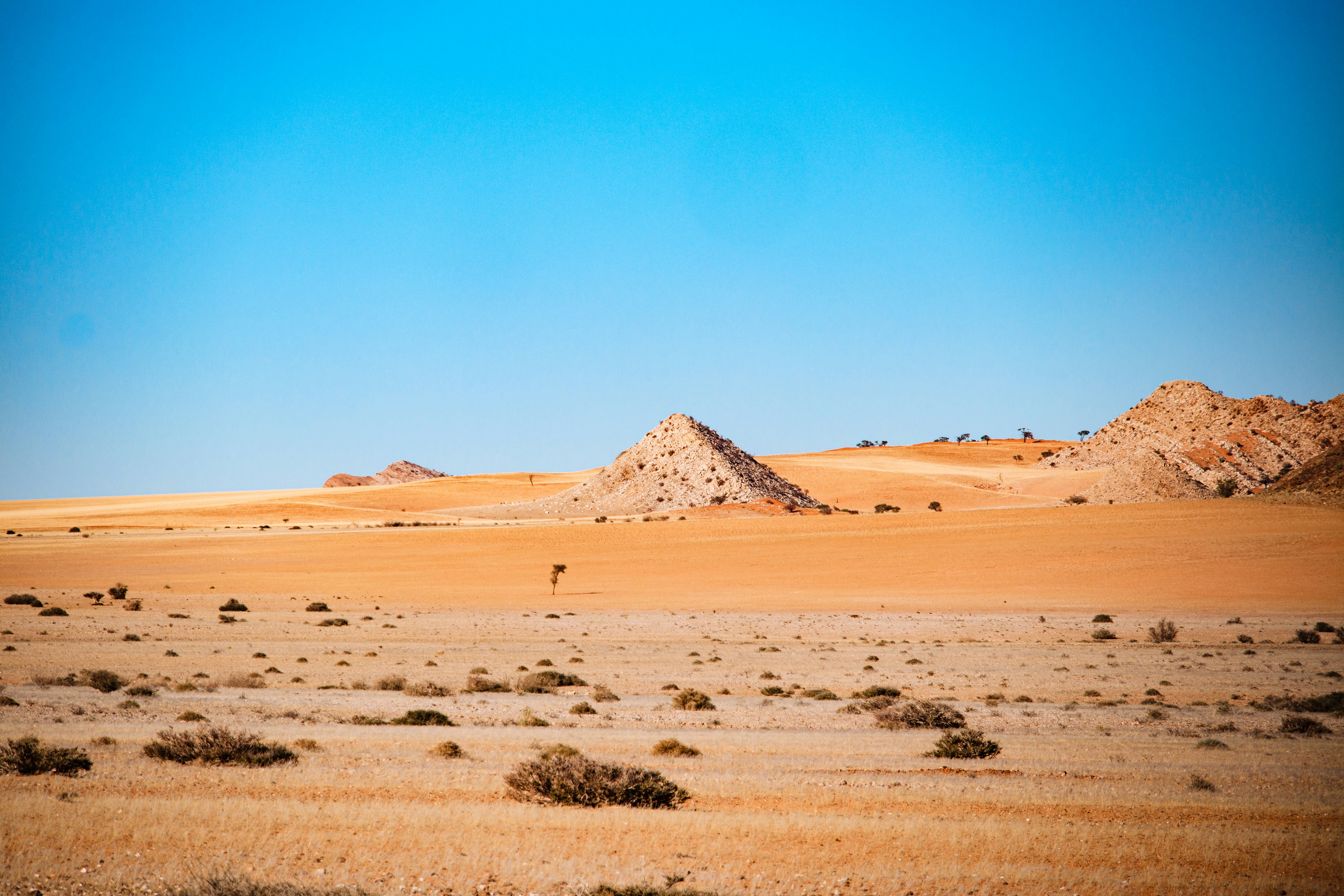 Arid golden landscape with scattered bushes and distant rocky mountains.