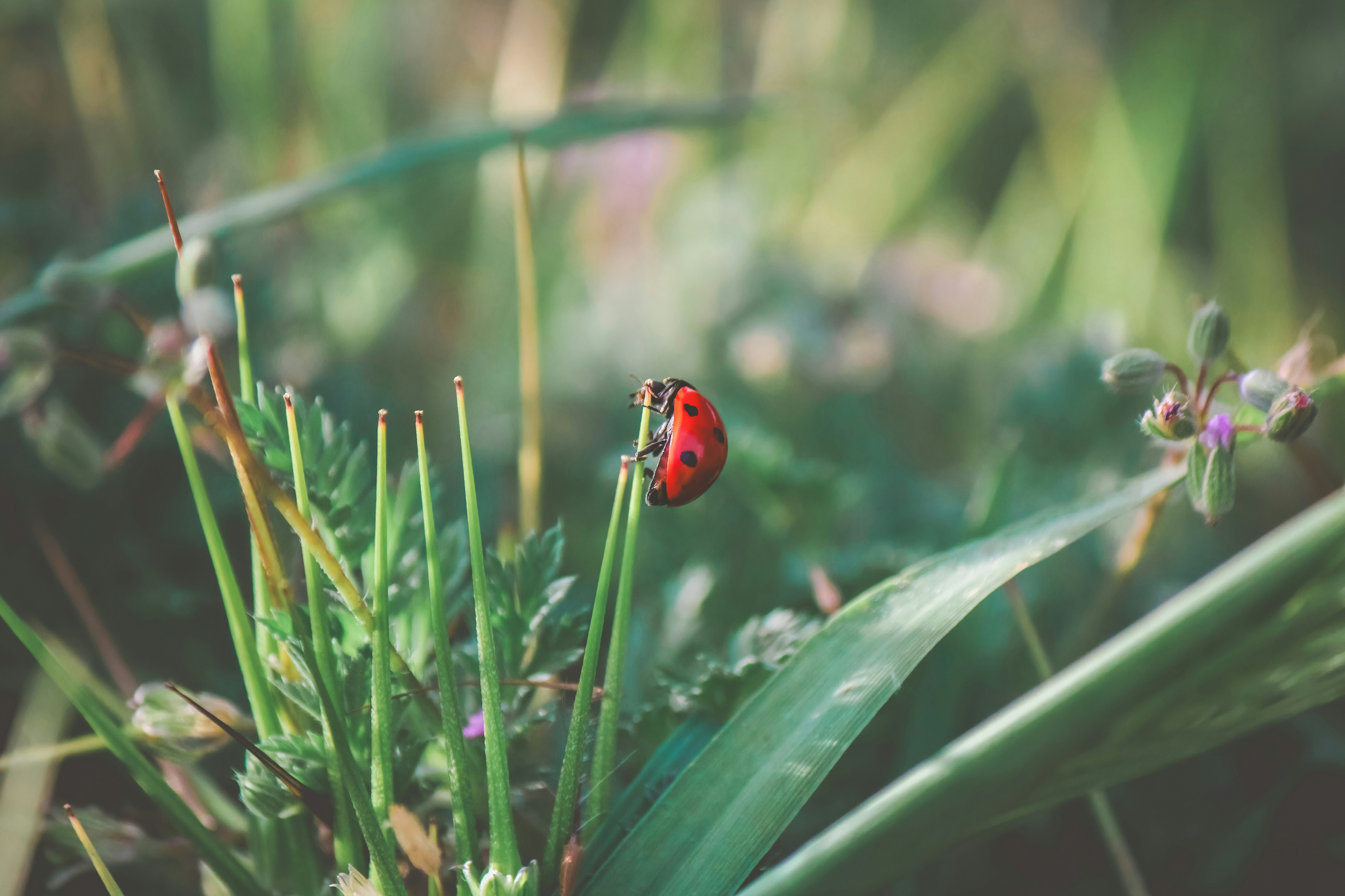 Crimson Traveler on a Quiet Leaf
