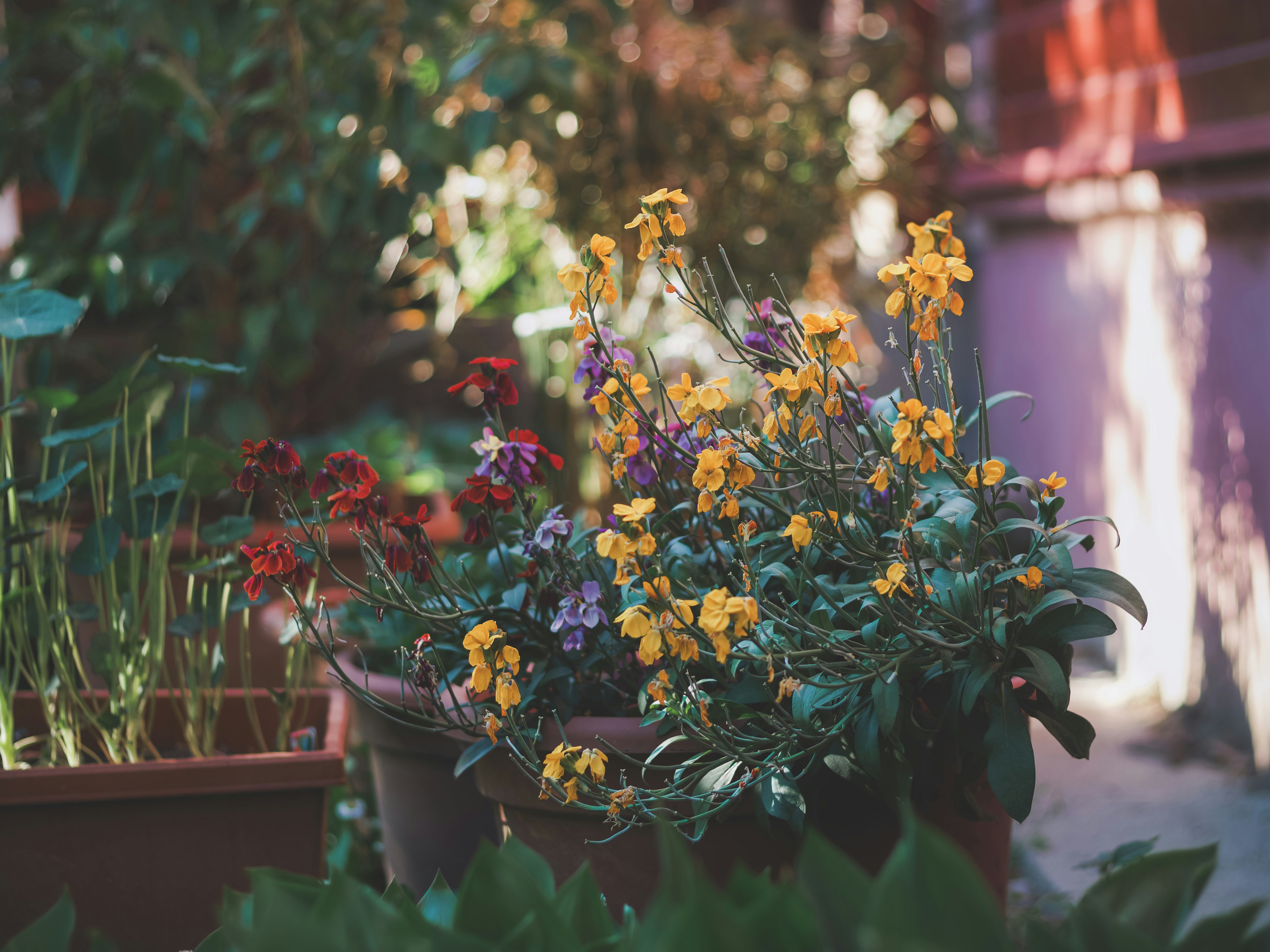 Sunlit Balcony Blooms: A Colorful Pot of Tiny Giants