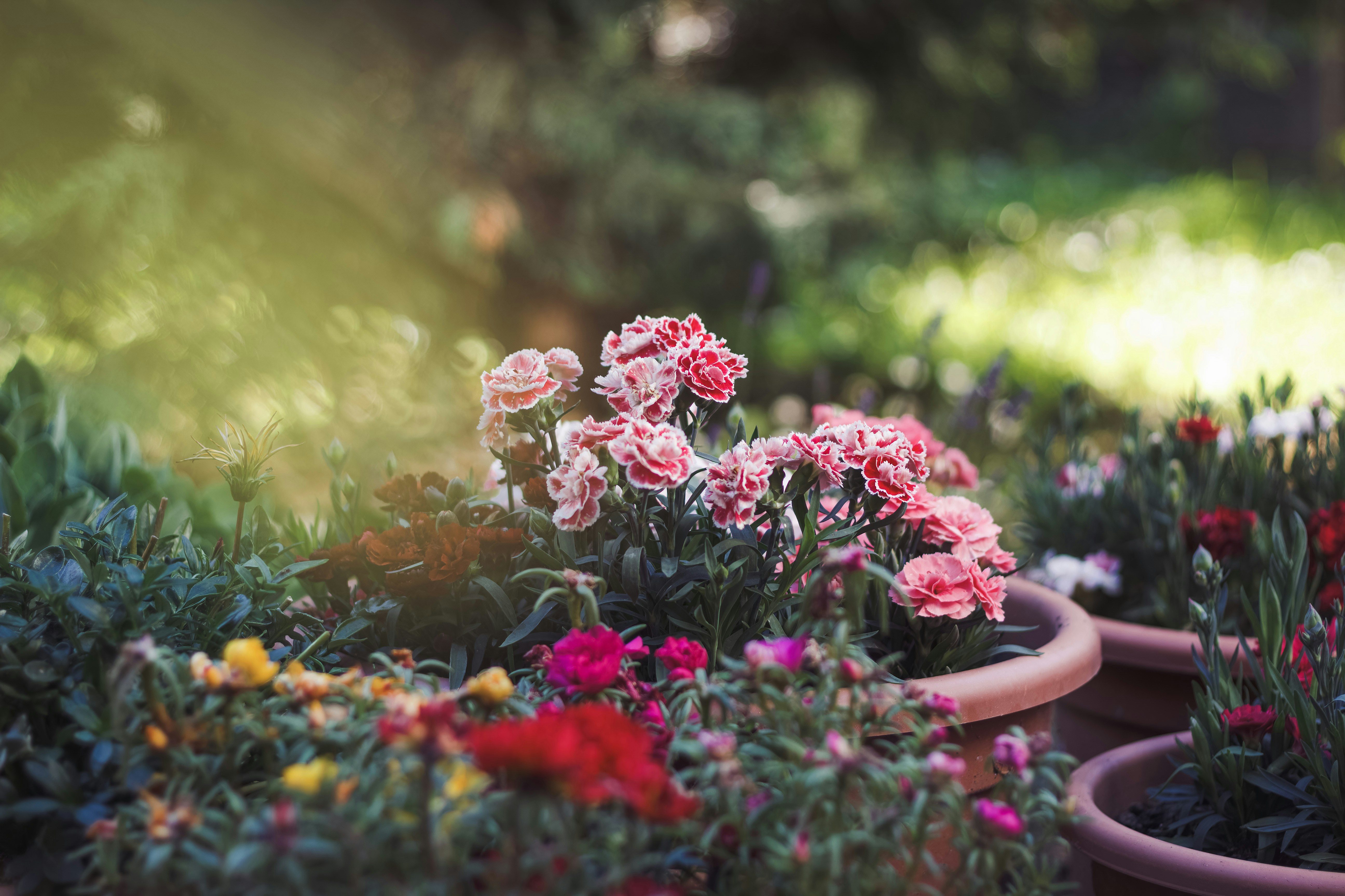 Pink carnations in terracotta pots bloom in a sunlit garden vignette