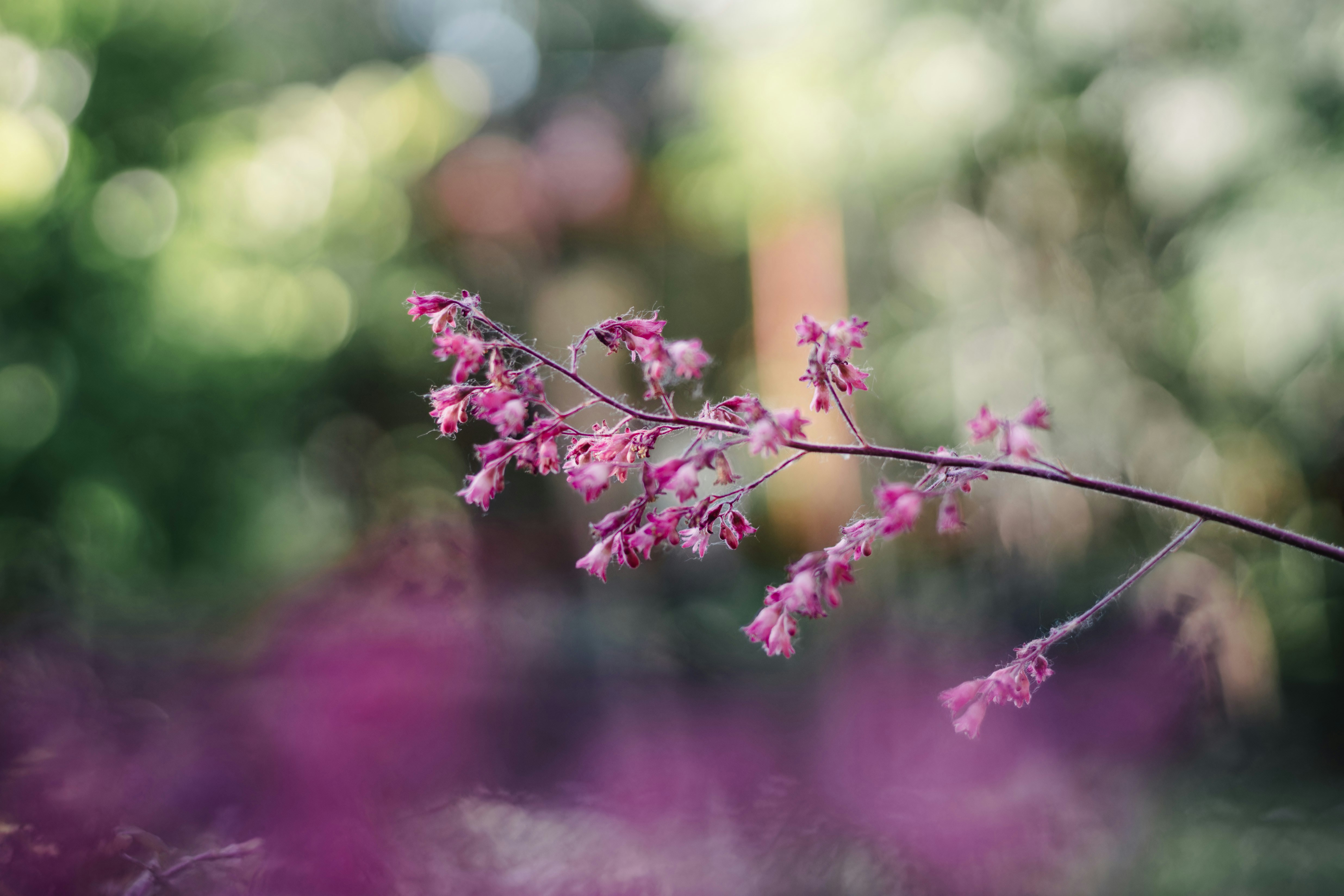 Pink blossoms on a delicate twig: a fleeting bloom in a sun-dappled garden