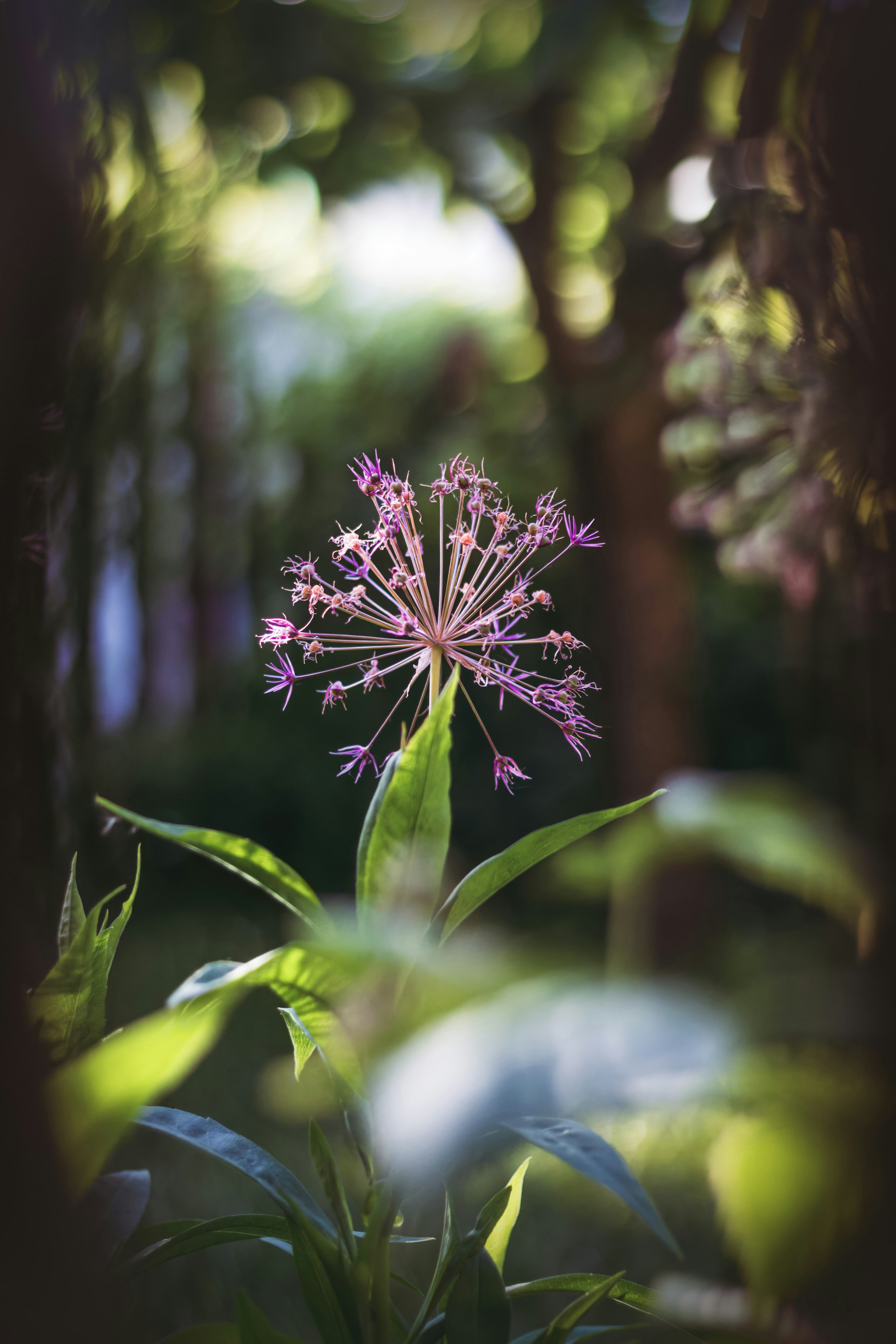 Pink allium bloom reaching through a shaded garden