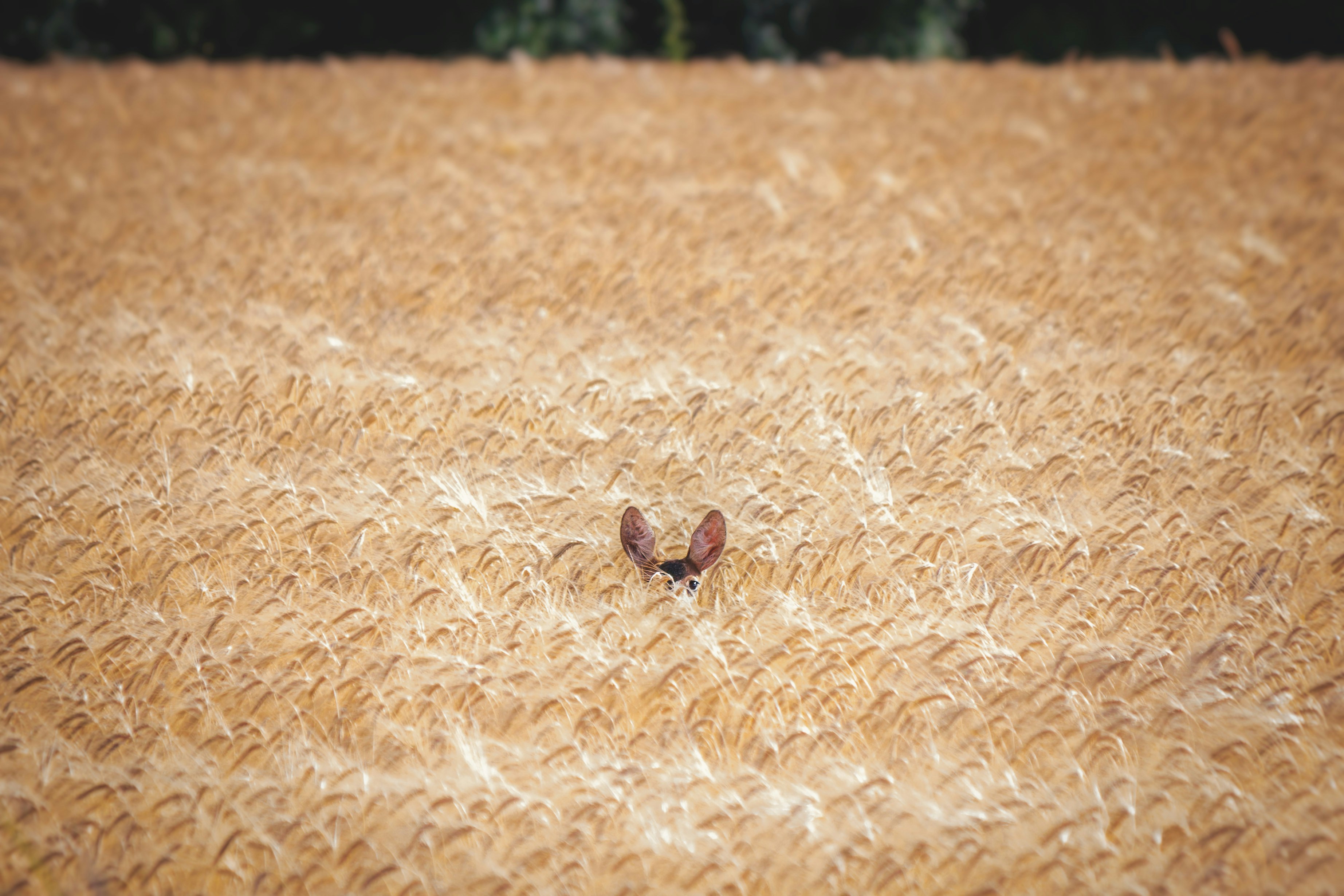 Hidden Kernel: A Lone Deer Fledgling in a Sea of Wheat
